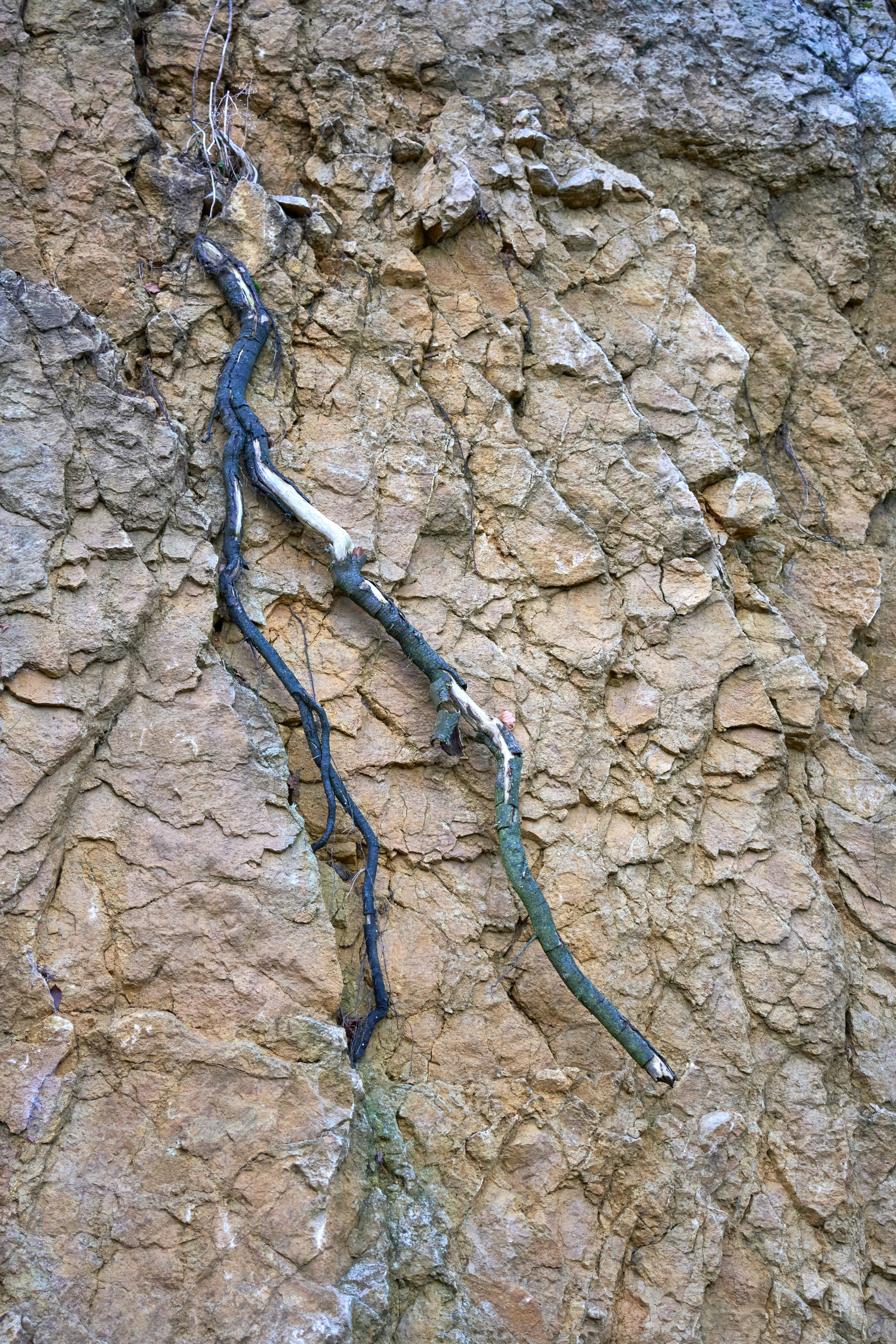 Photo by Wolfgang Hasselmann with Sony Alpha 7 IV