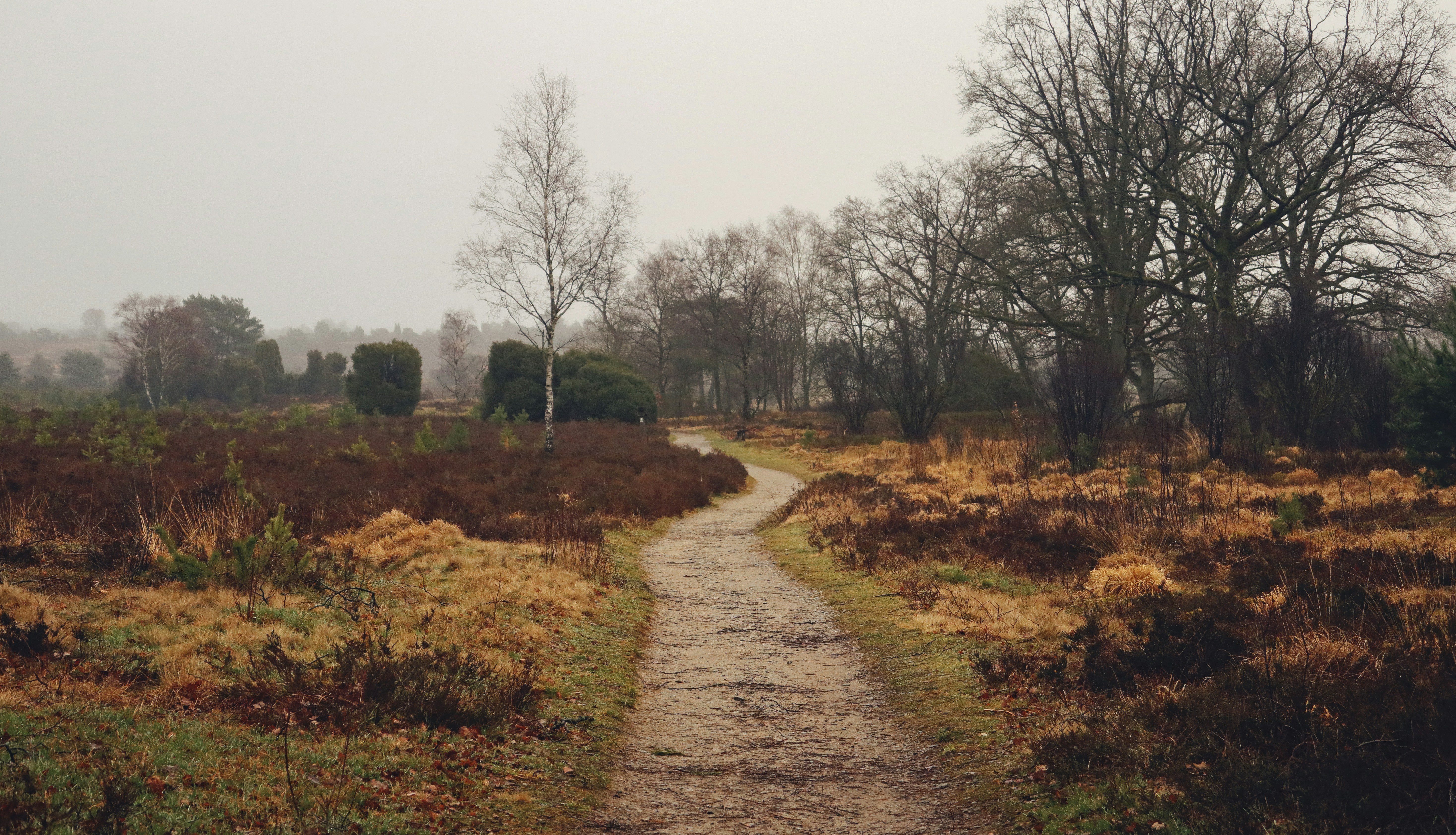 A path in the middle of a grassy field photo – Free Germany Image on ...