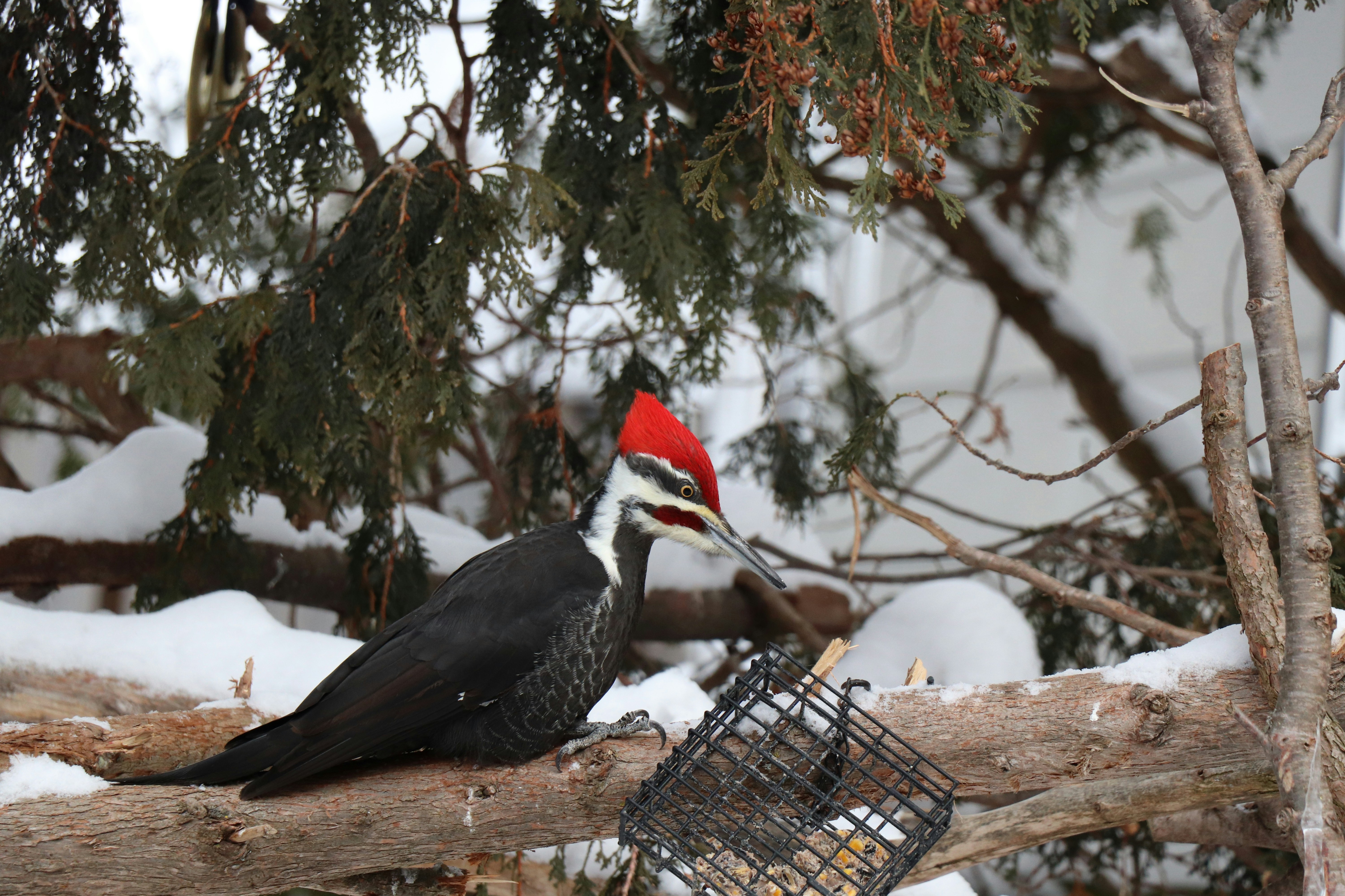 Red-crowned Woodpecker On Snowy Log With Basket Trap