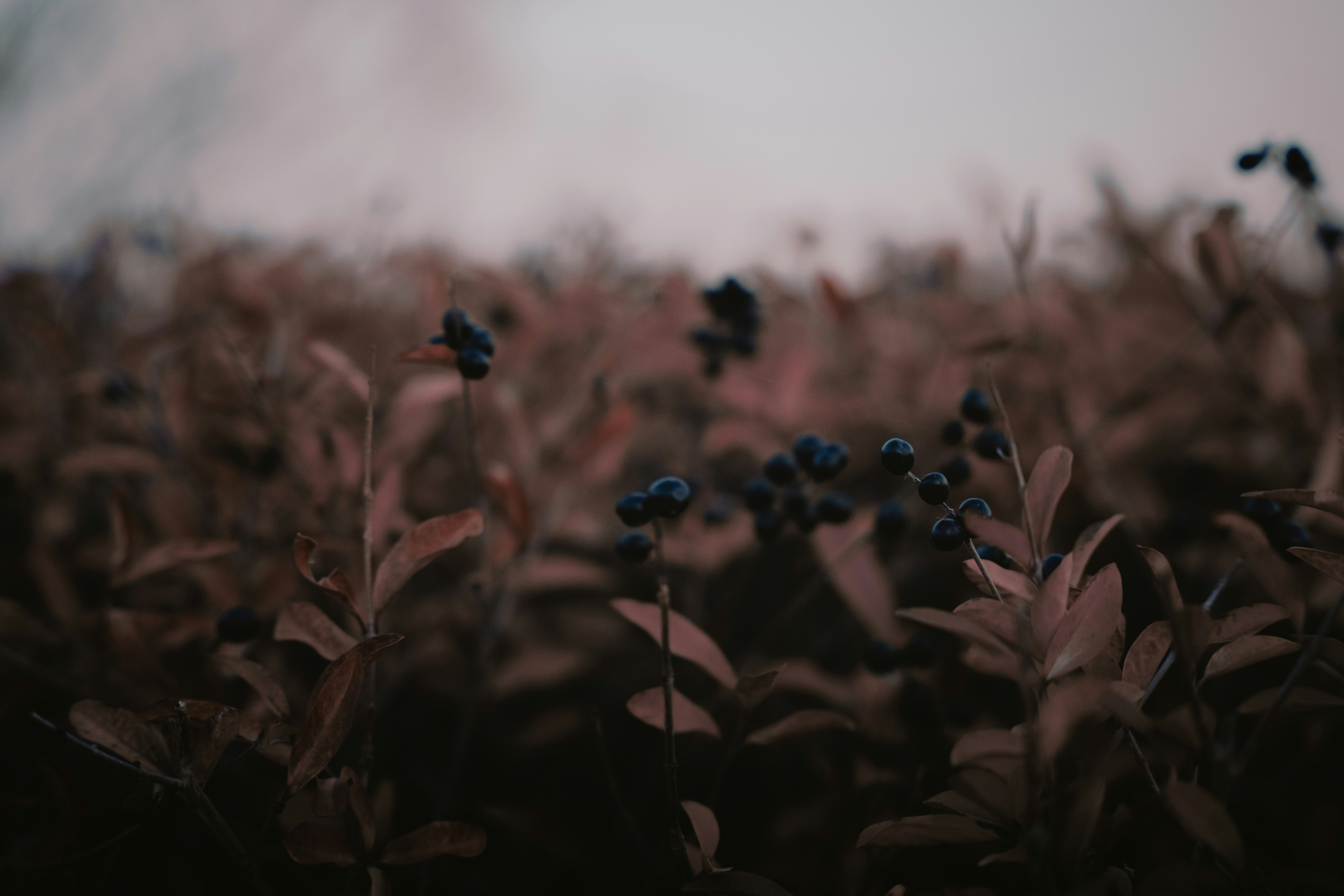 a bunch of small blue flowers in a field