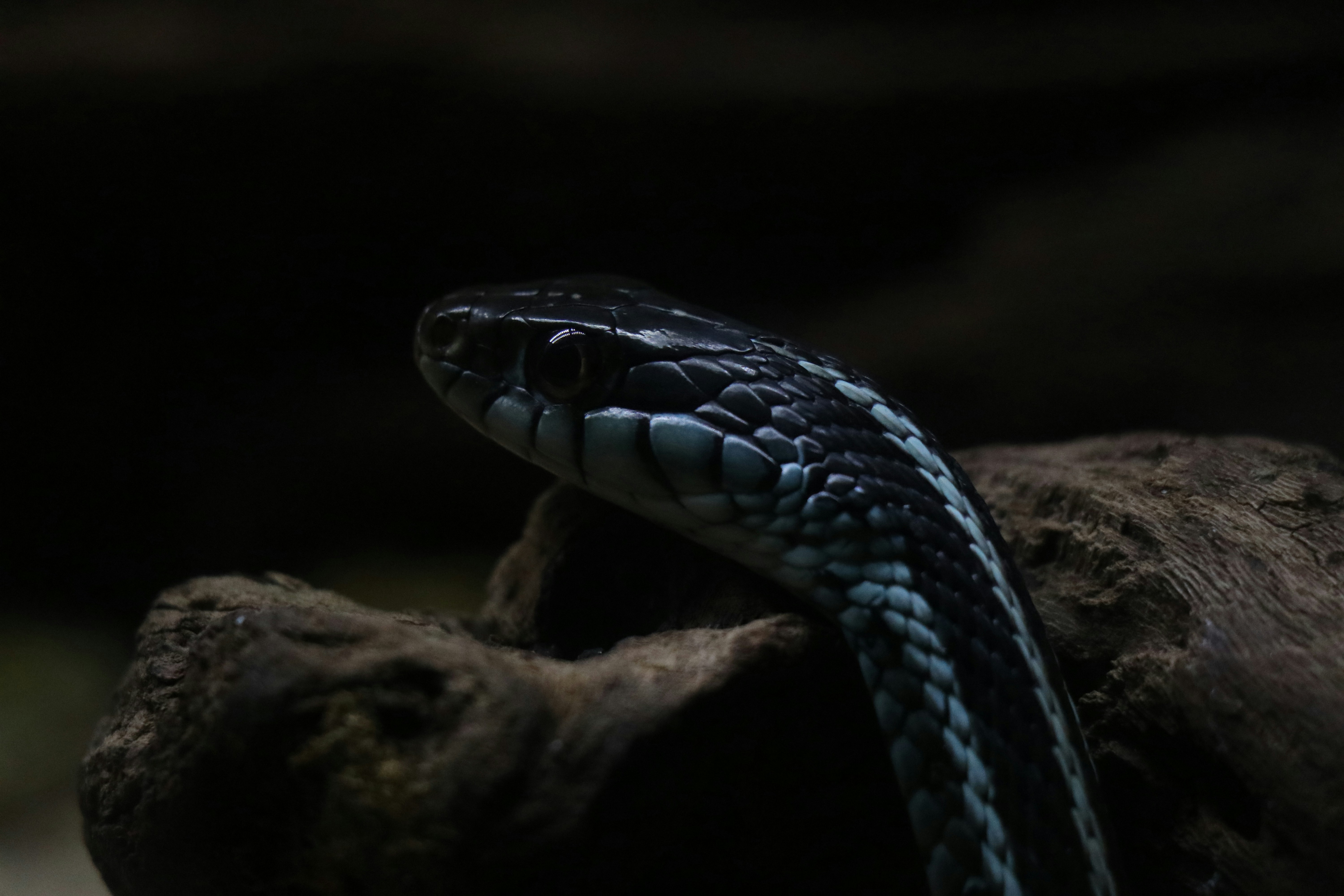 A black and blue snake on a tree branch photo – Free Image on Unsplash
