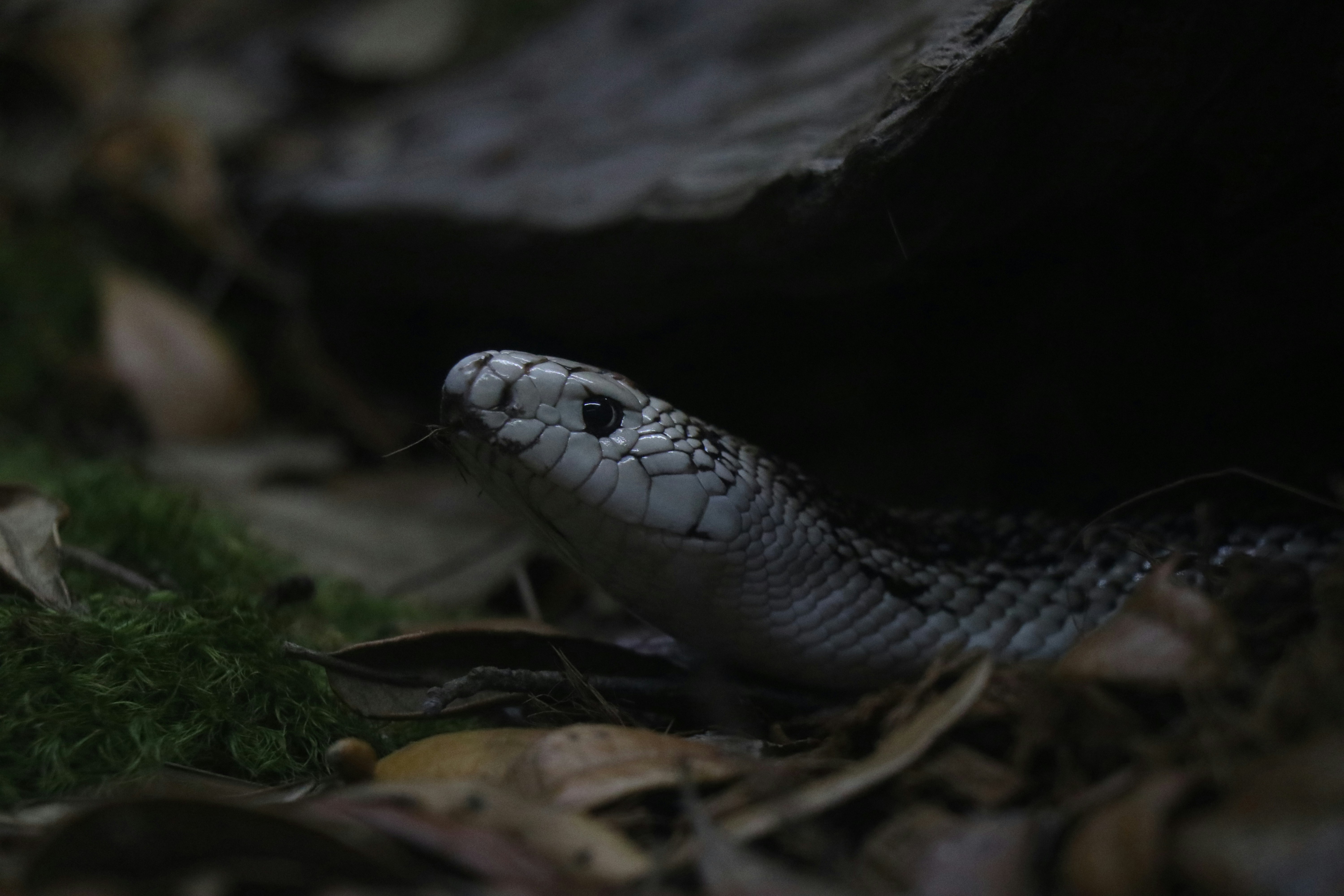 a close up of a snake on the ground