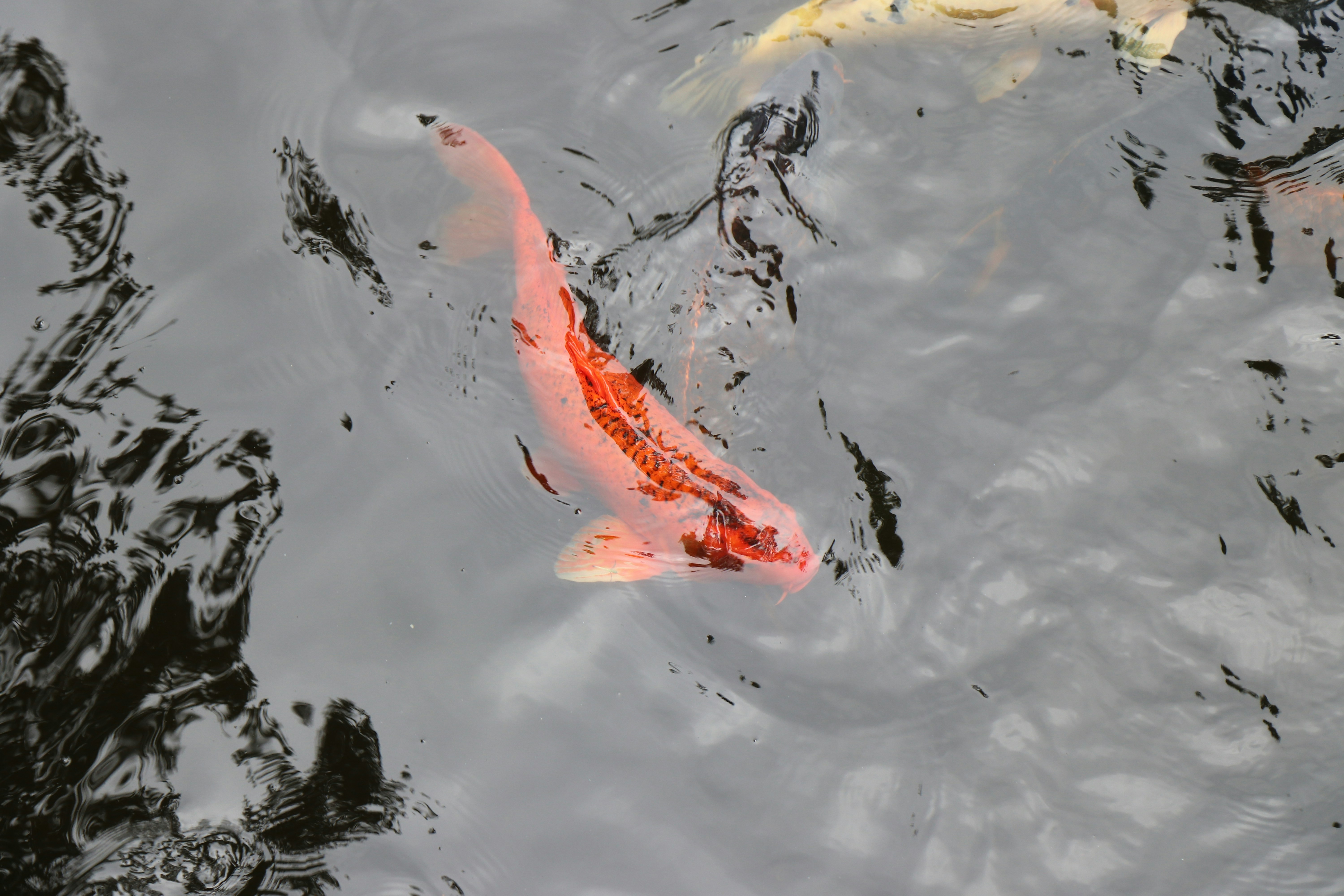 Photo by Jacqueline Flock with Canon EOS 80D