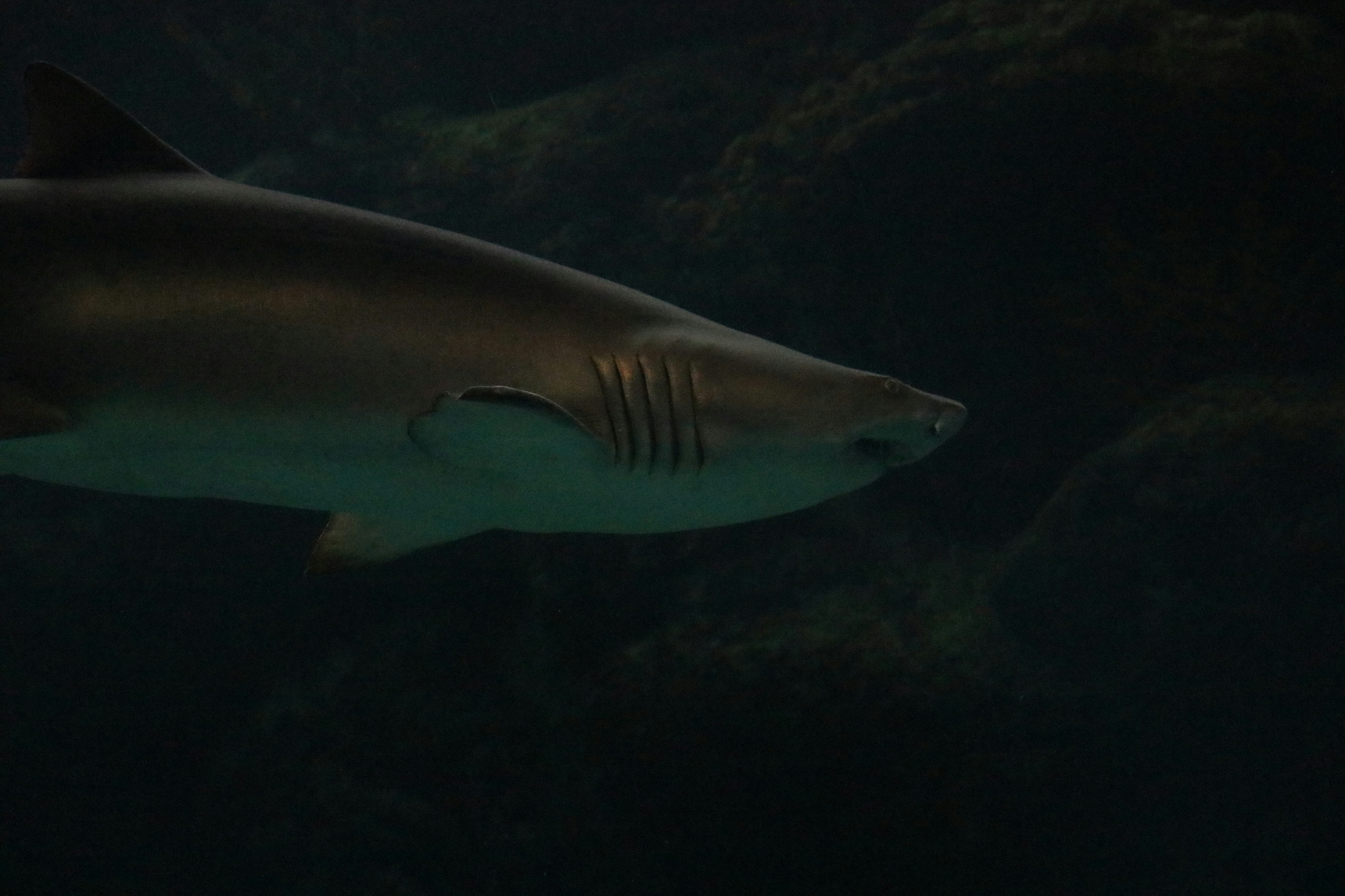 A shark swimming in the water at night photo – Free Animal Image on ...