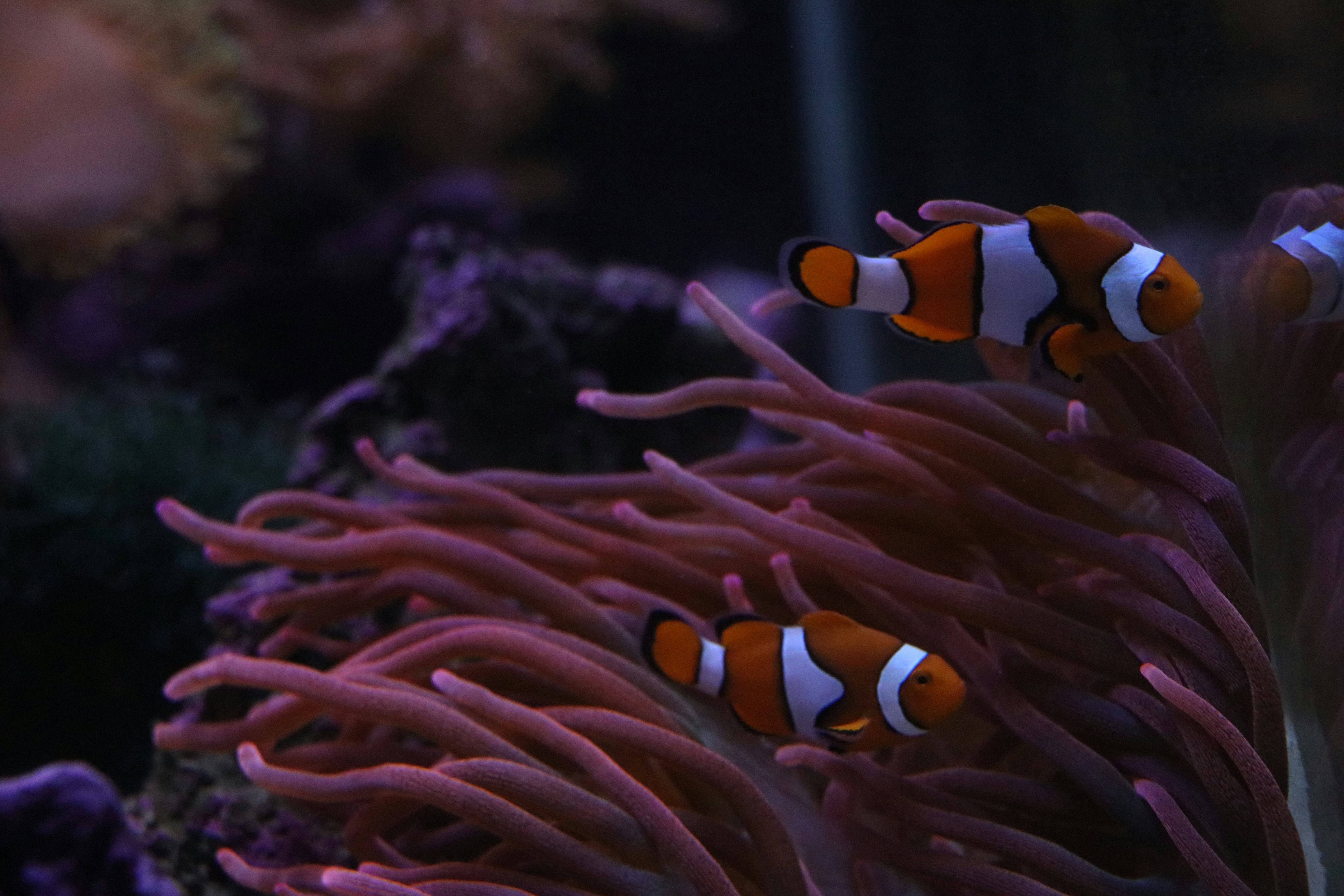 Two clown fish in an anemone in an aquarium photo – Free Image on Unsplash