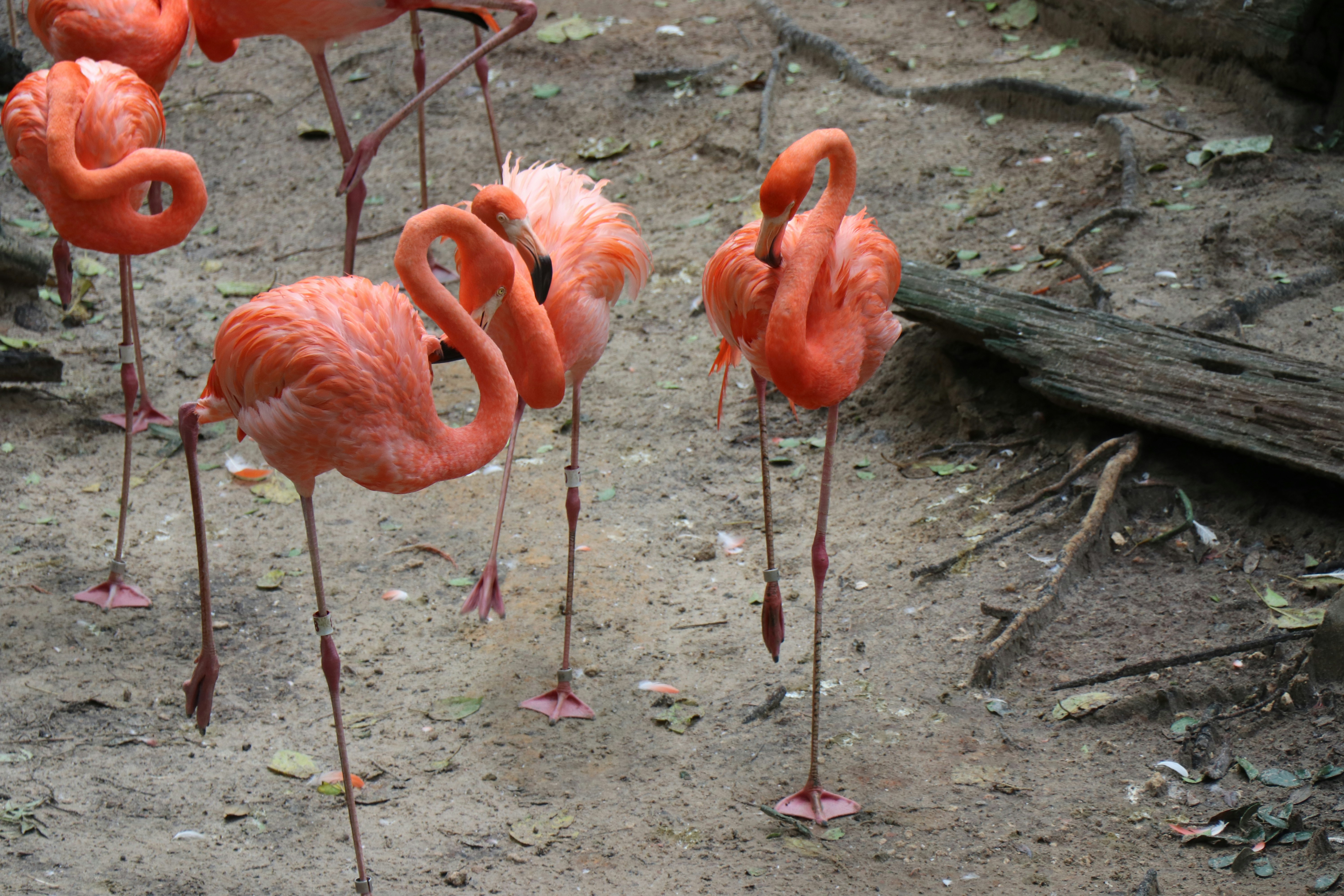 Dusty Yard, Pink Sentries: Flamingos Pause in a Sand-Speckled Scene