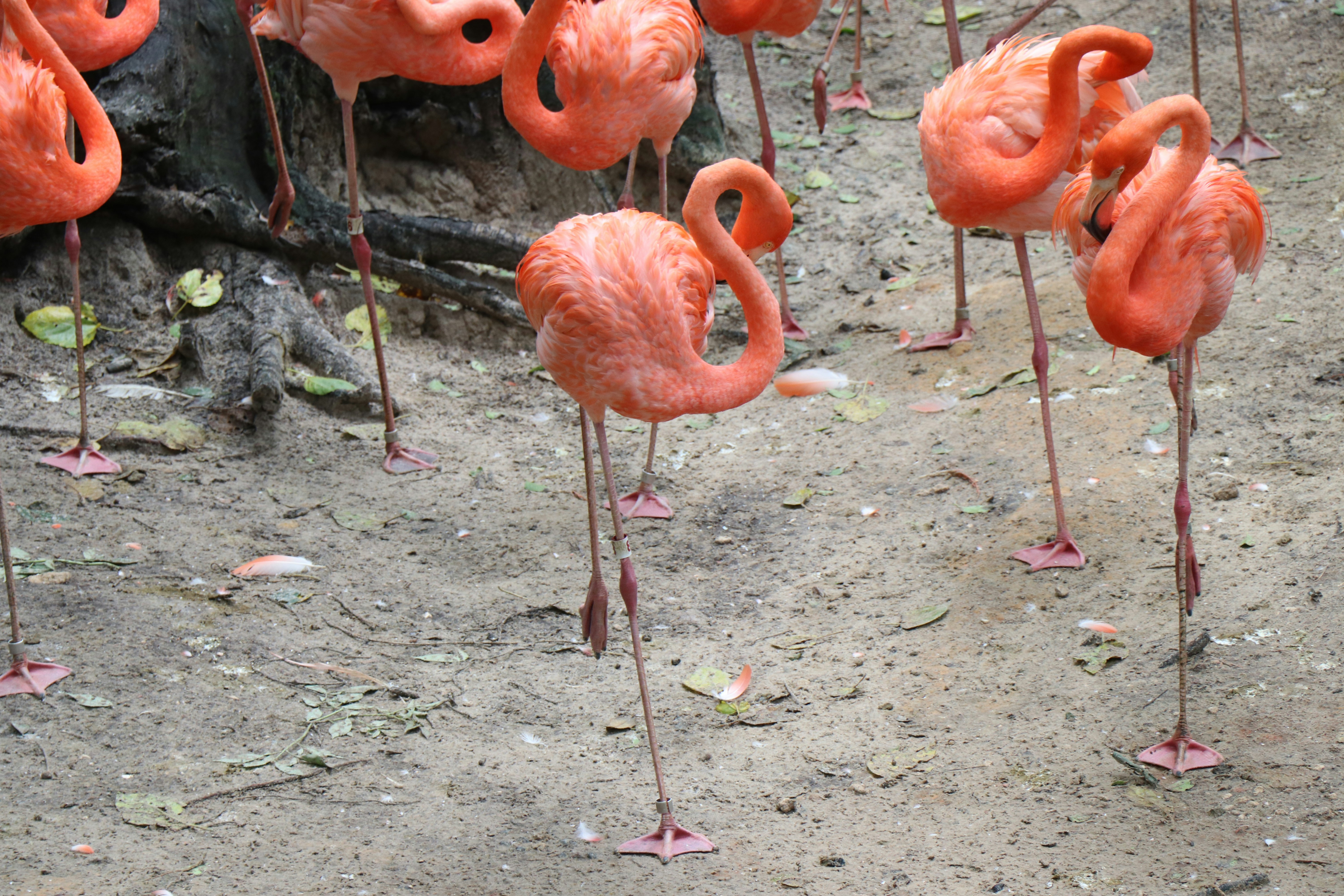 Dusty Stage, Coral Parade: Flamingos on Dry Earth