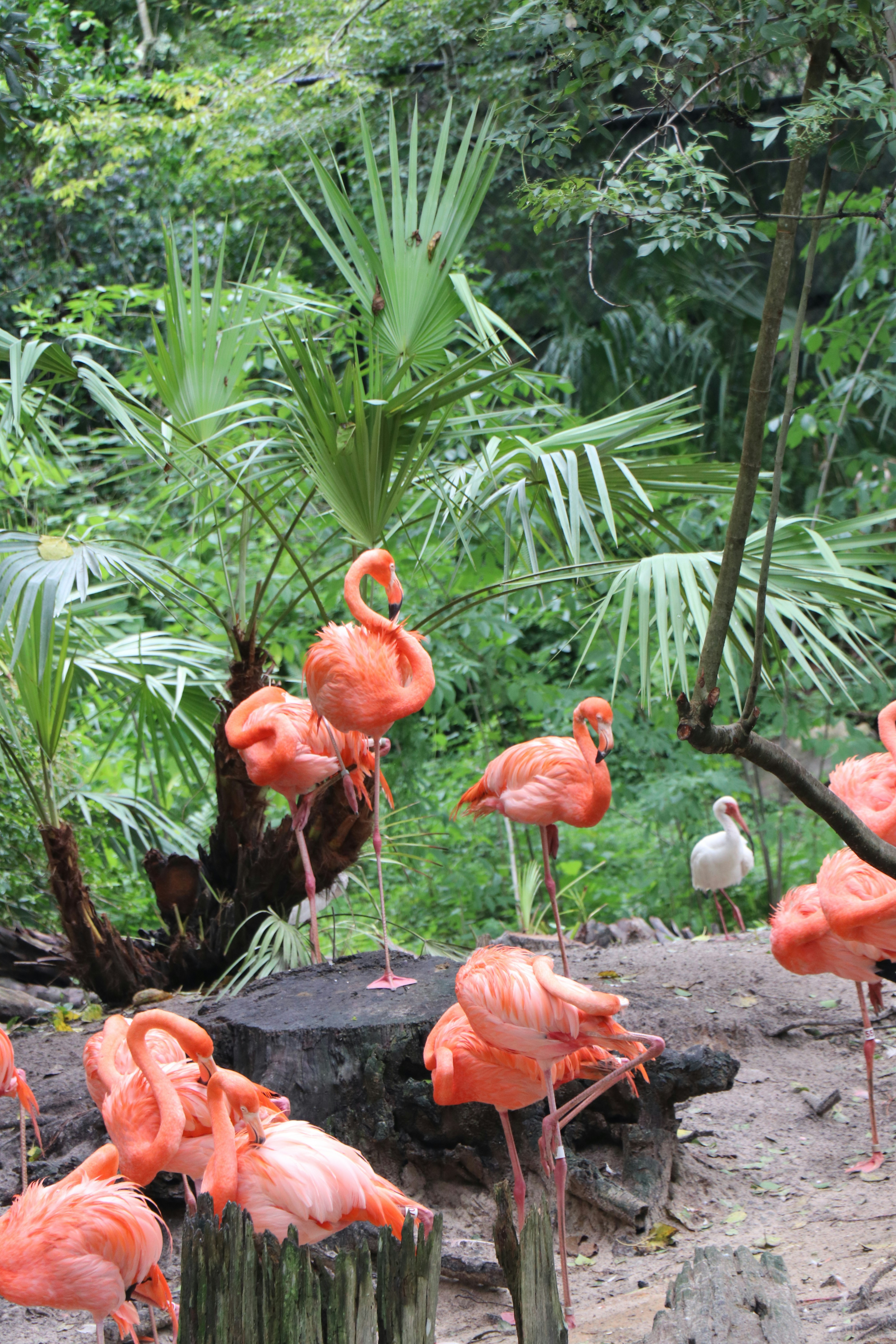 A group of flamingos standing around a tree stump photo – Free Animal ...