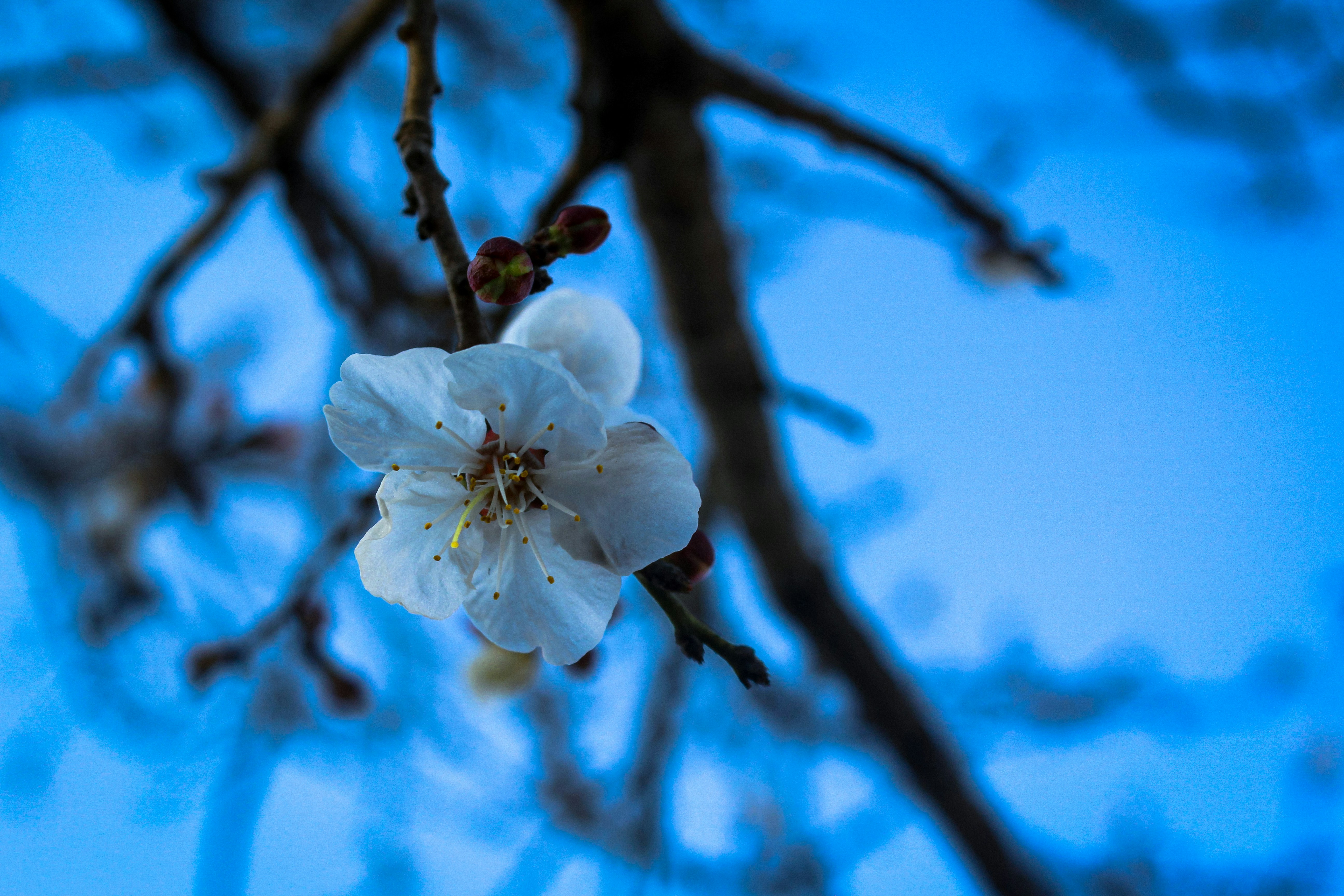 Single White Blossom on a Sapphire Sky