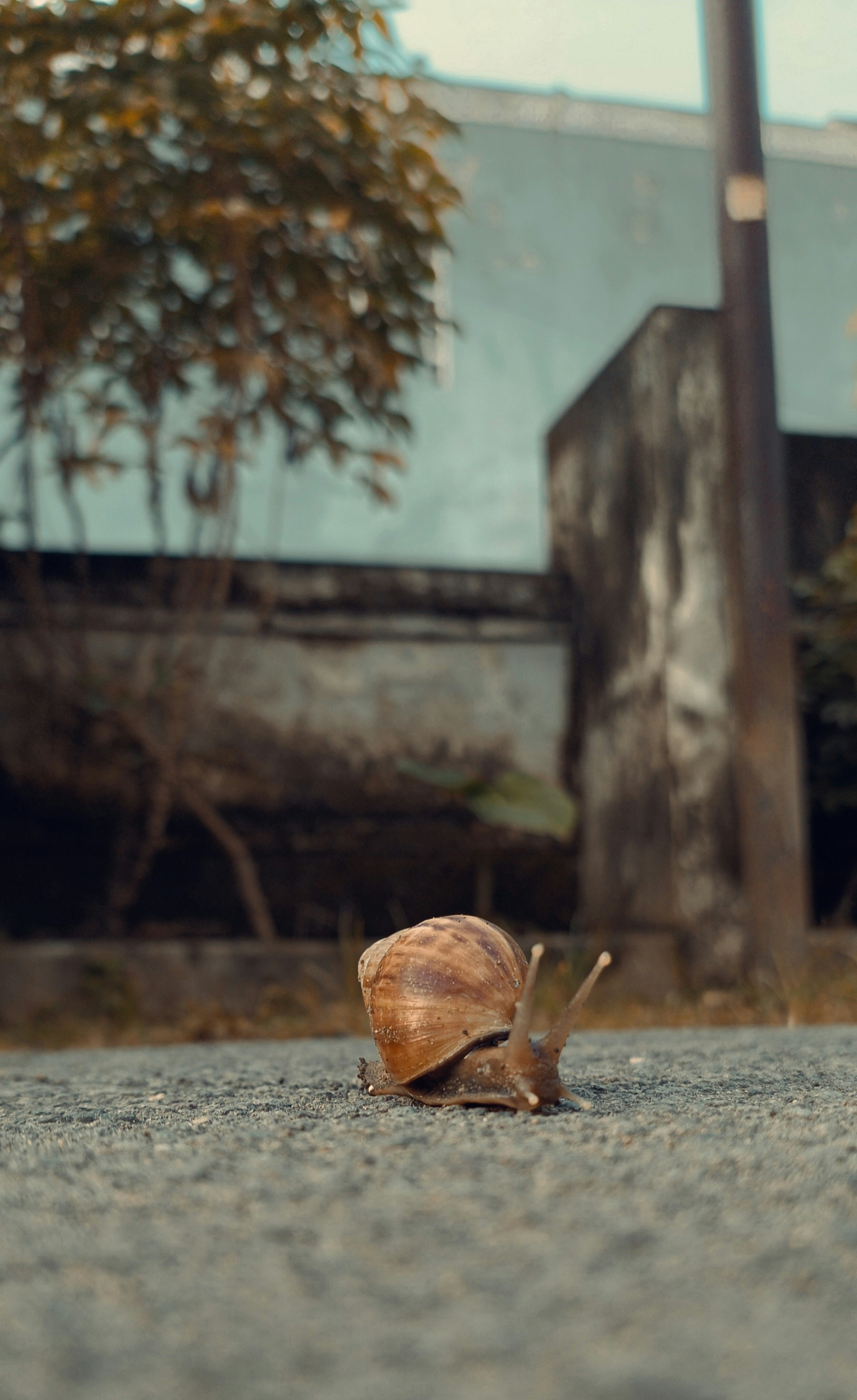 Ground-Level Pause: A snail anchors the frame on sun-warmed concrete