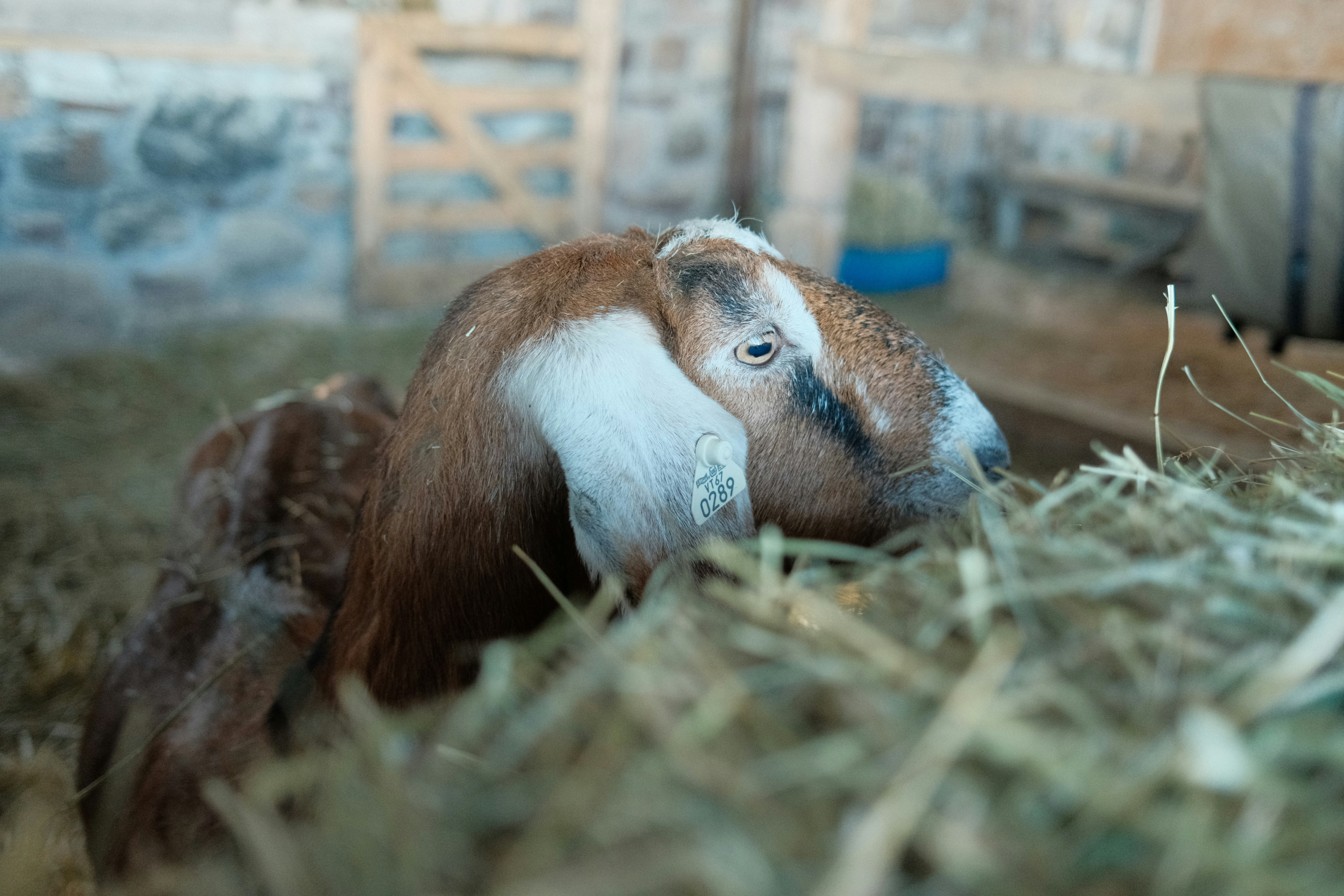 Sleepy kid in a sunlit barn