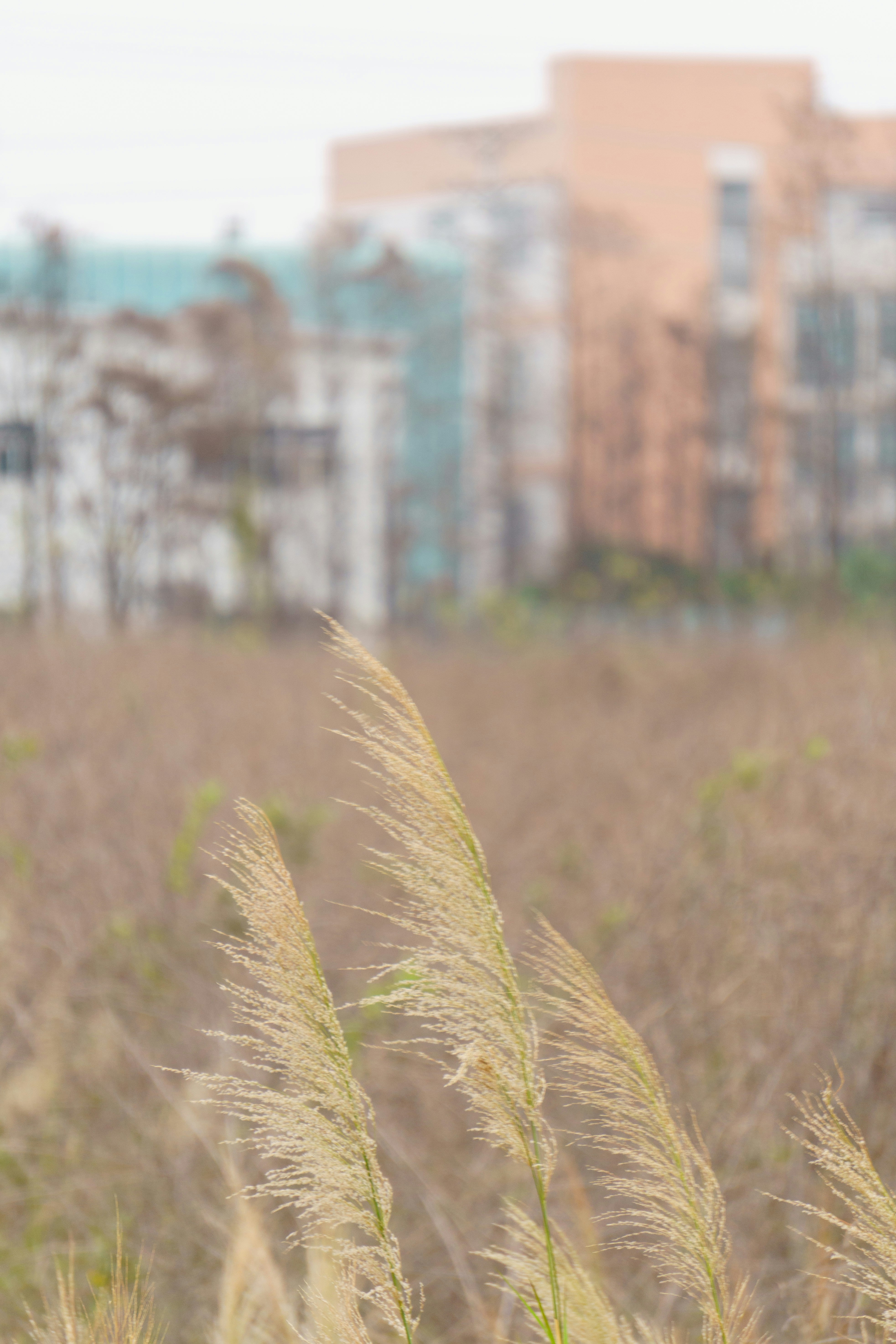 Foxtail grasses frame a quiet urban horizon