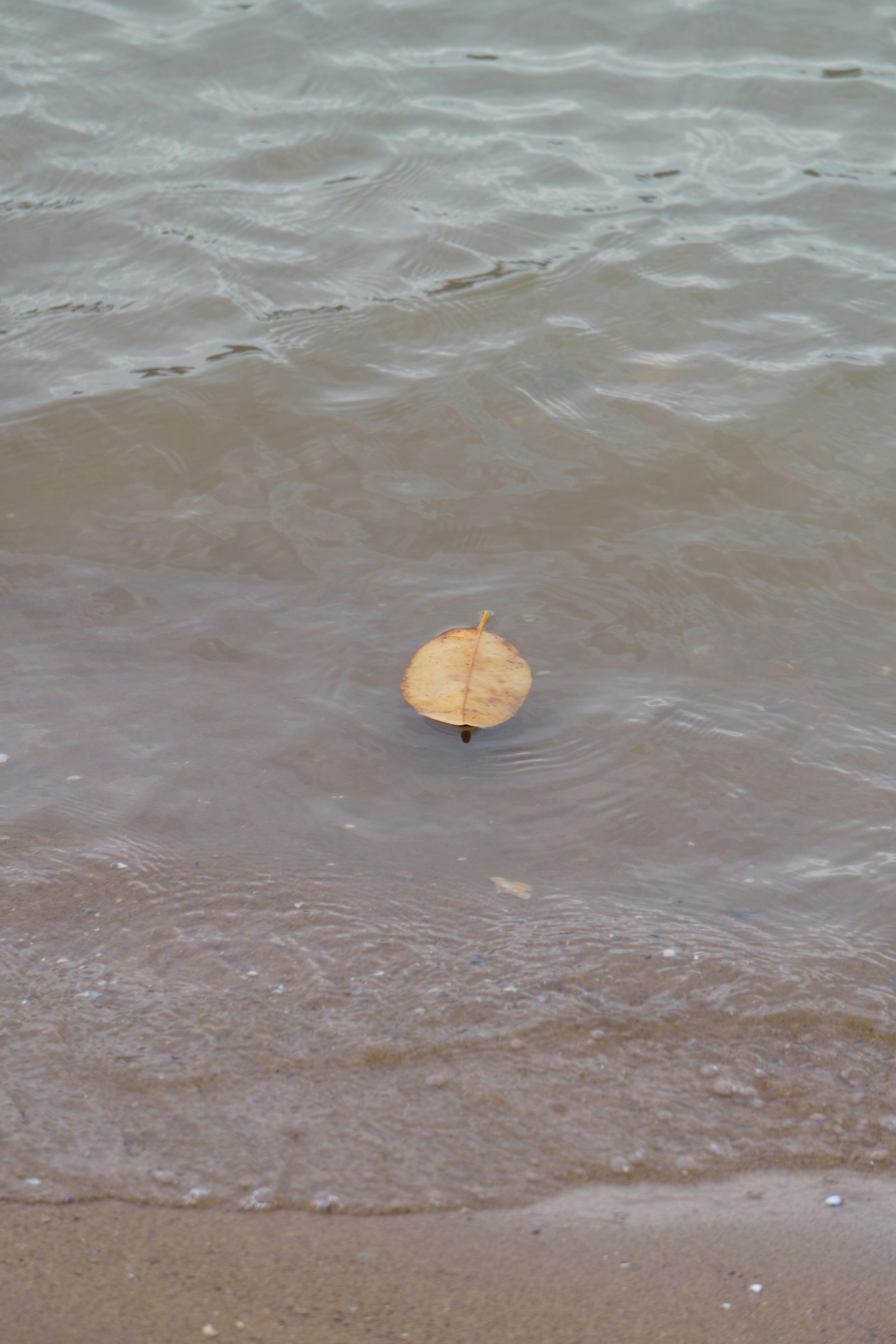 A shell floating in the water on a beach photo – Free Nature Image on ...