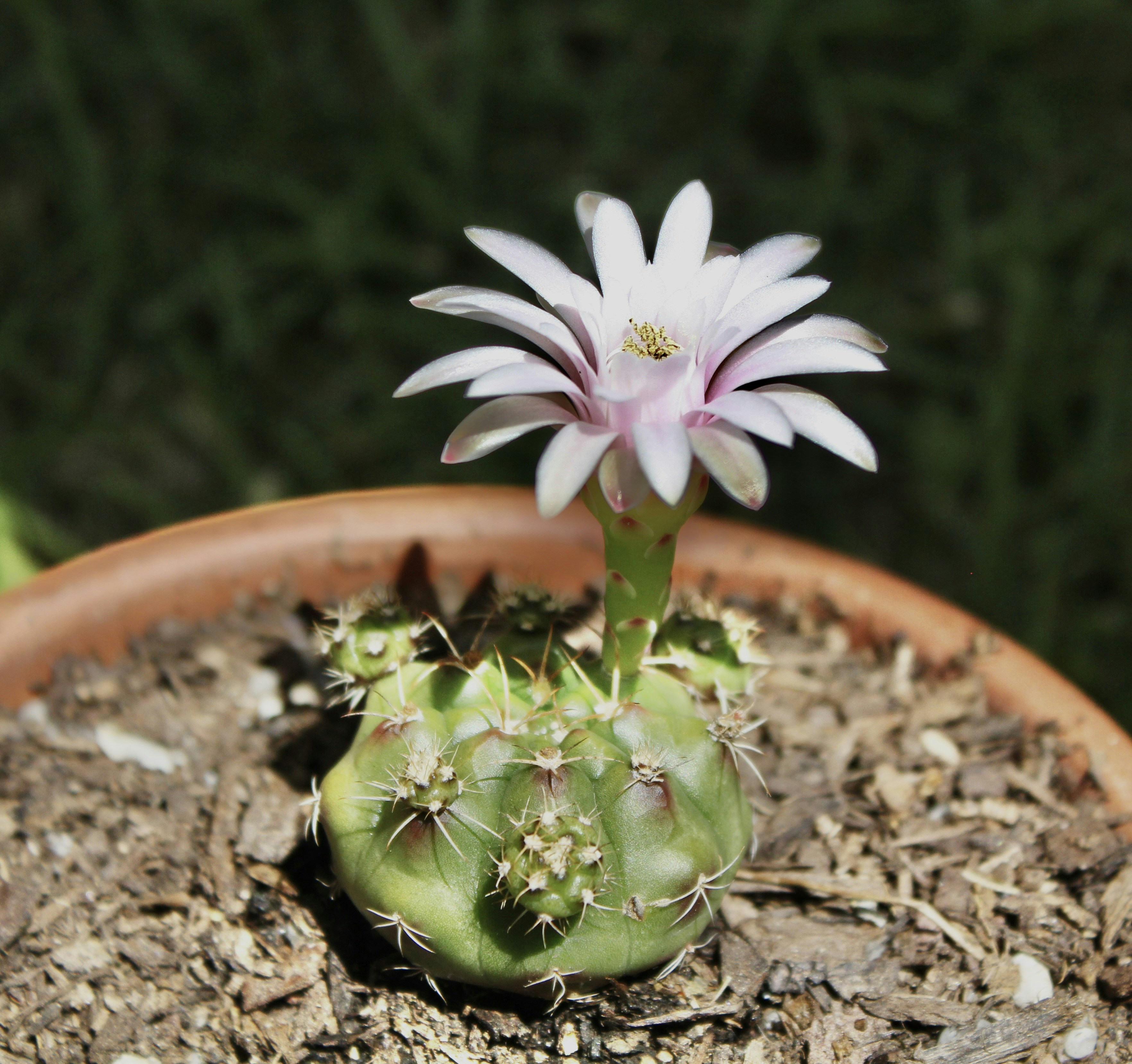 A flowering cactus | a small white flower sitting on top of a potted plant
