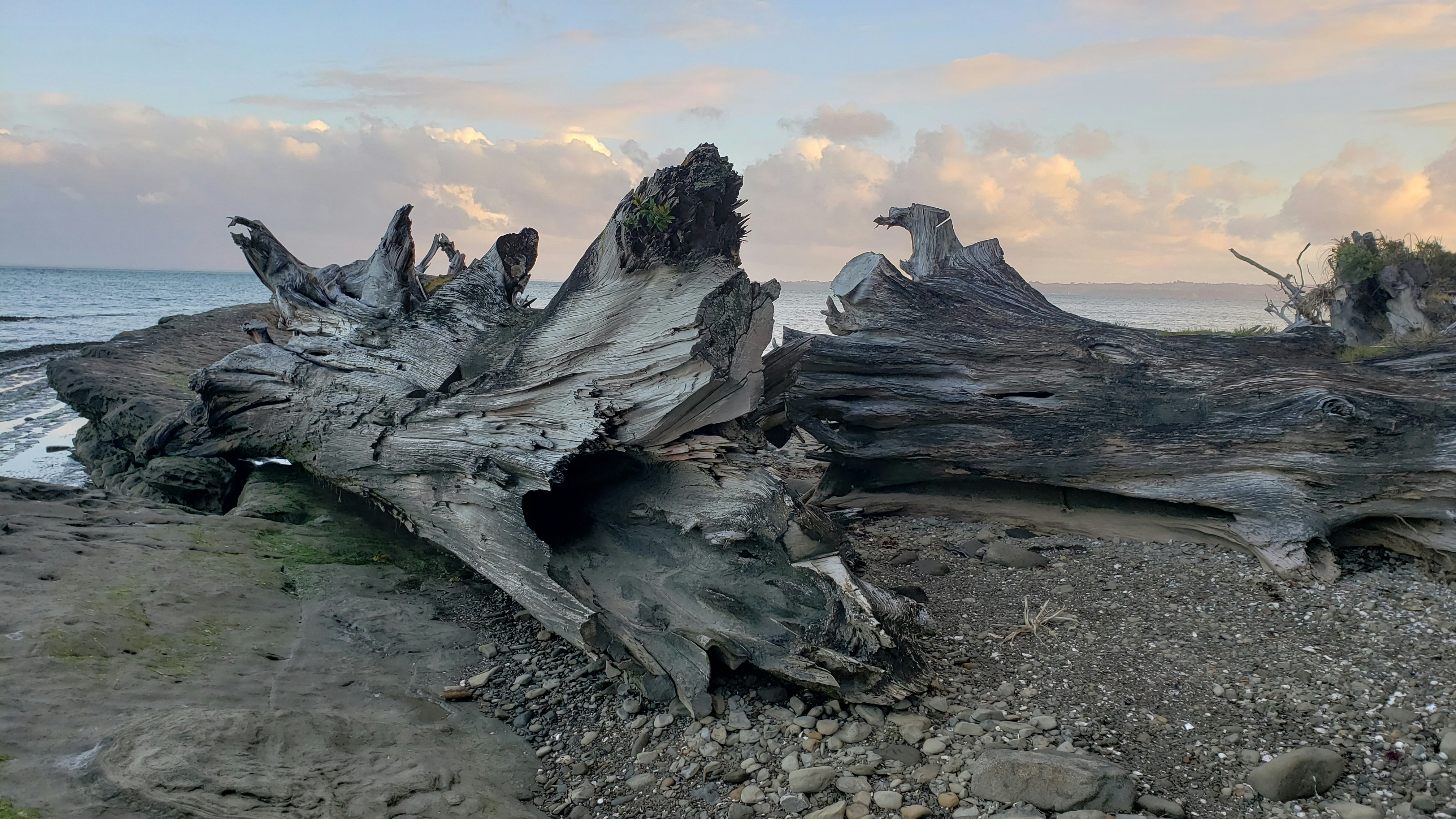 a large tree stump sitting on top of a beach