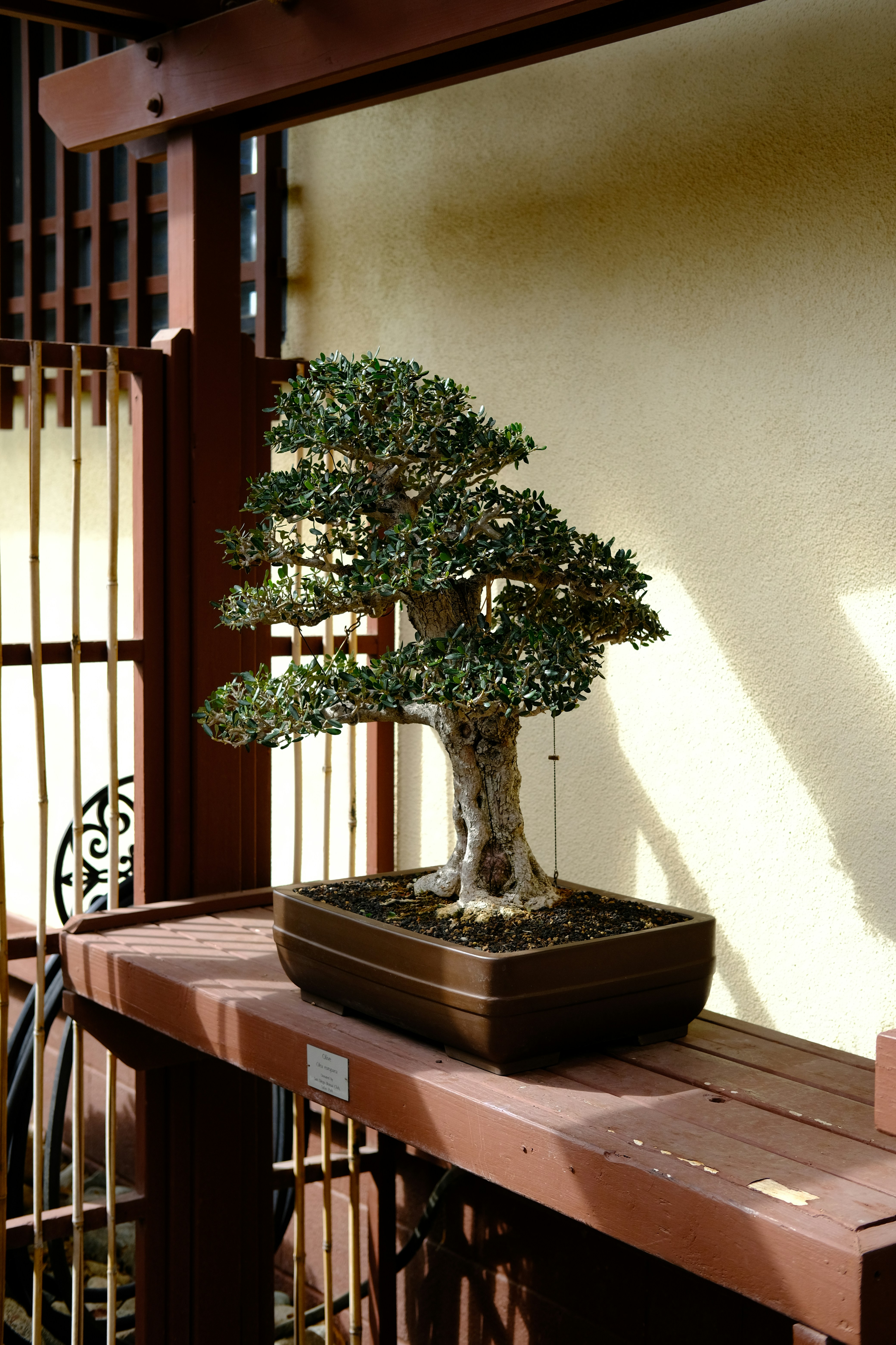 Harmony in Miniature: The Art of Bonsai