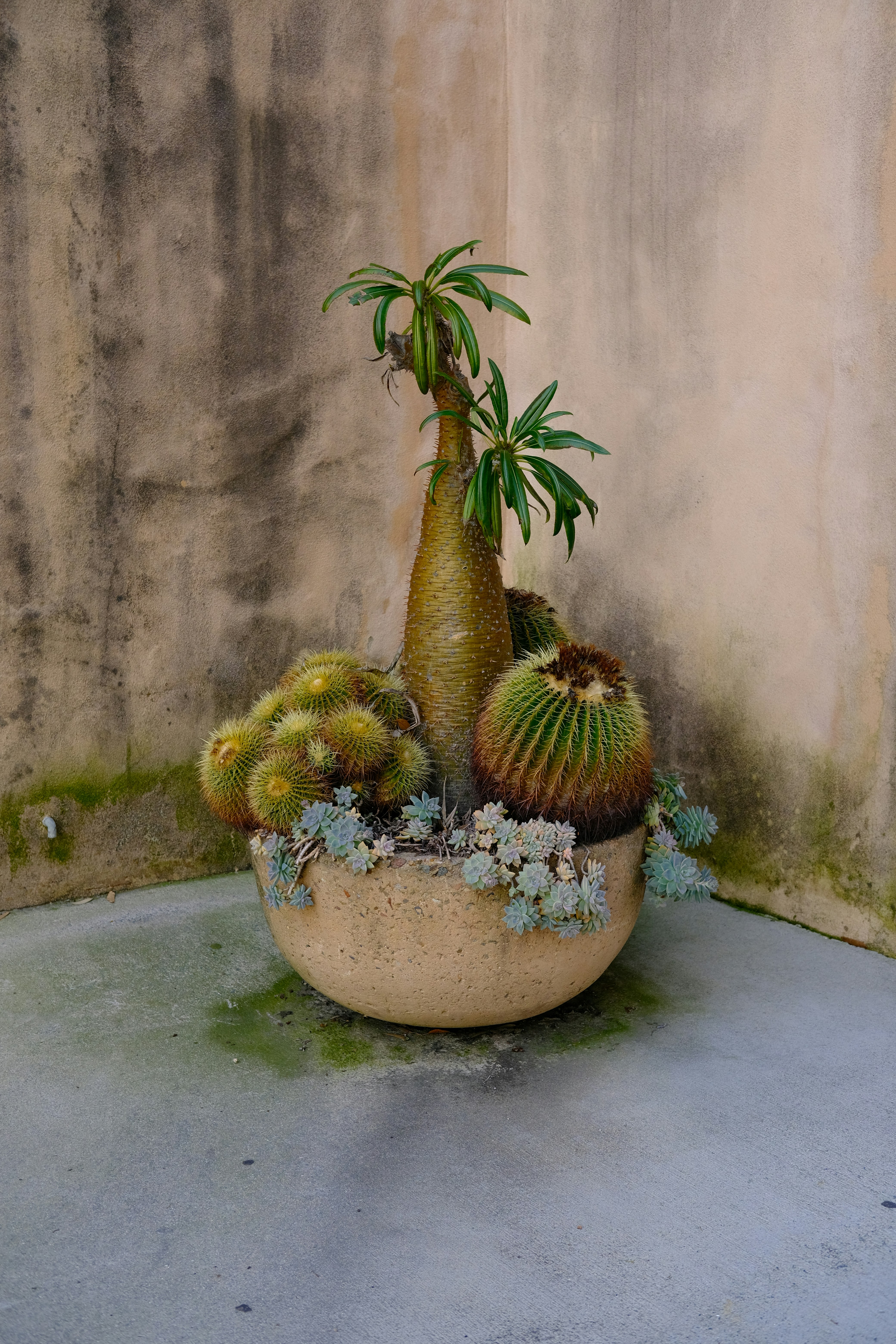 A diverse arrangement of cacti and succulents in a round planter against a textured wall. The plants display a variety of shapes and colors, creating a harmonious natural scene.