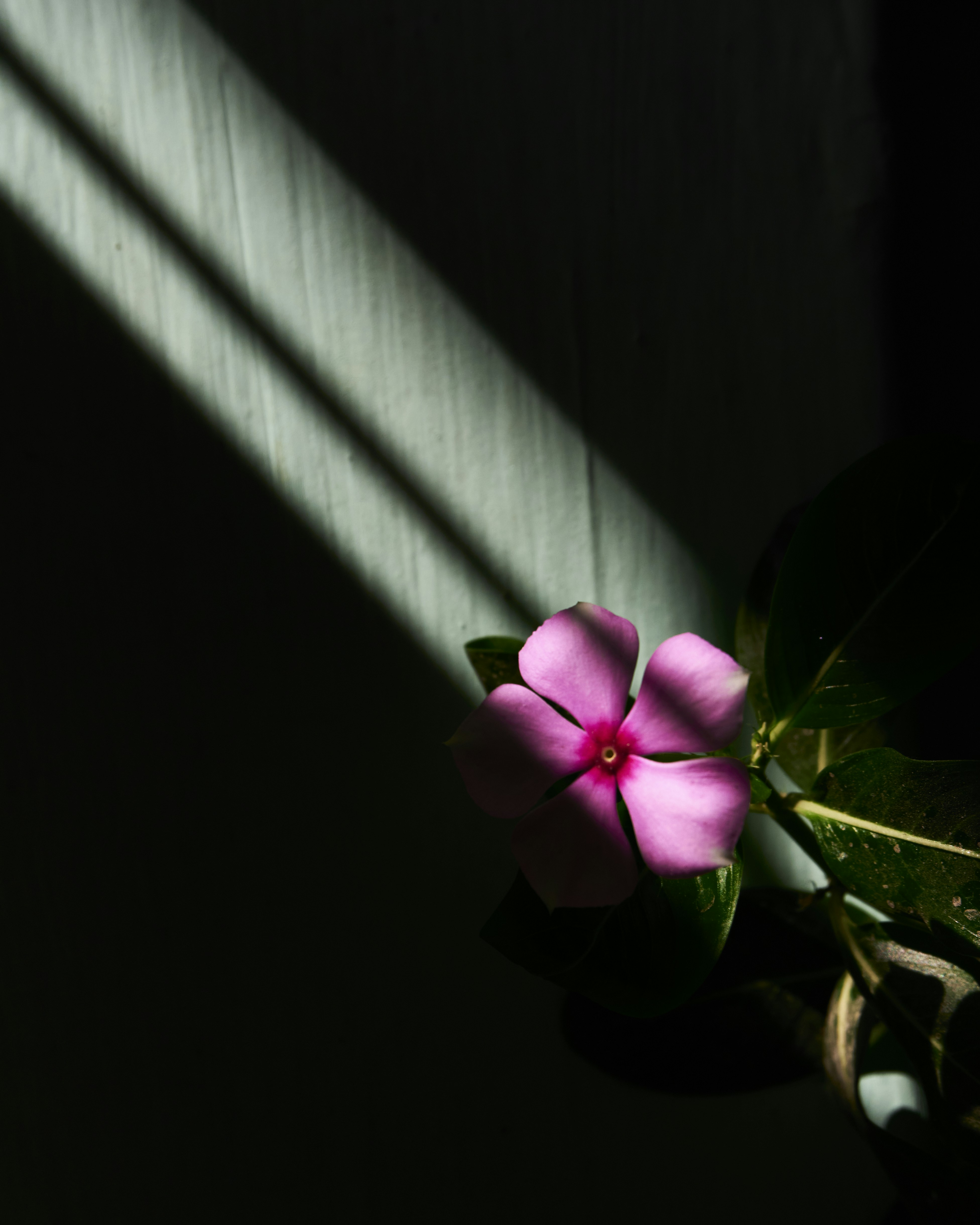 Pink Periwinkle in a Diagonal Beam of Light