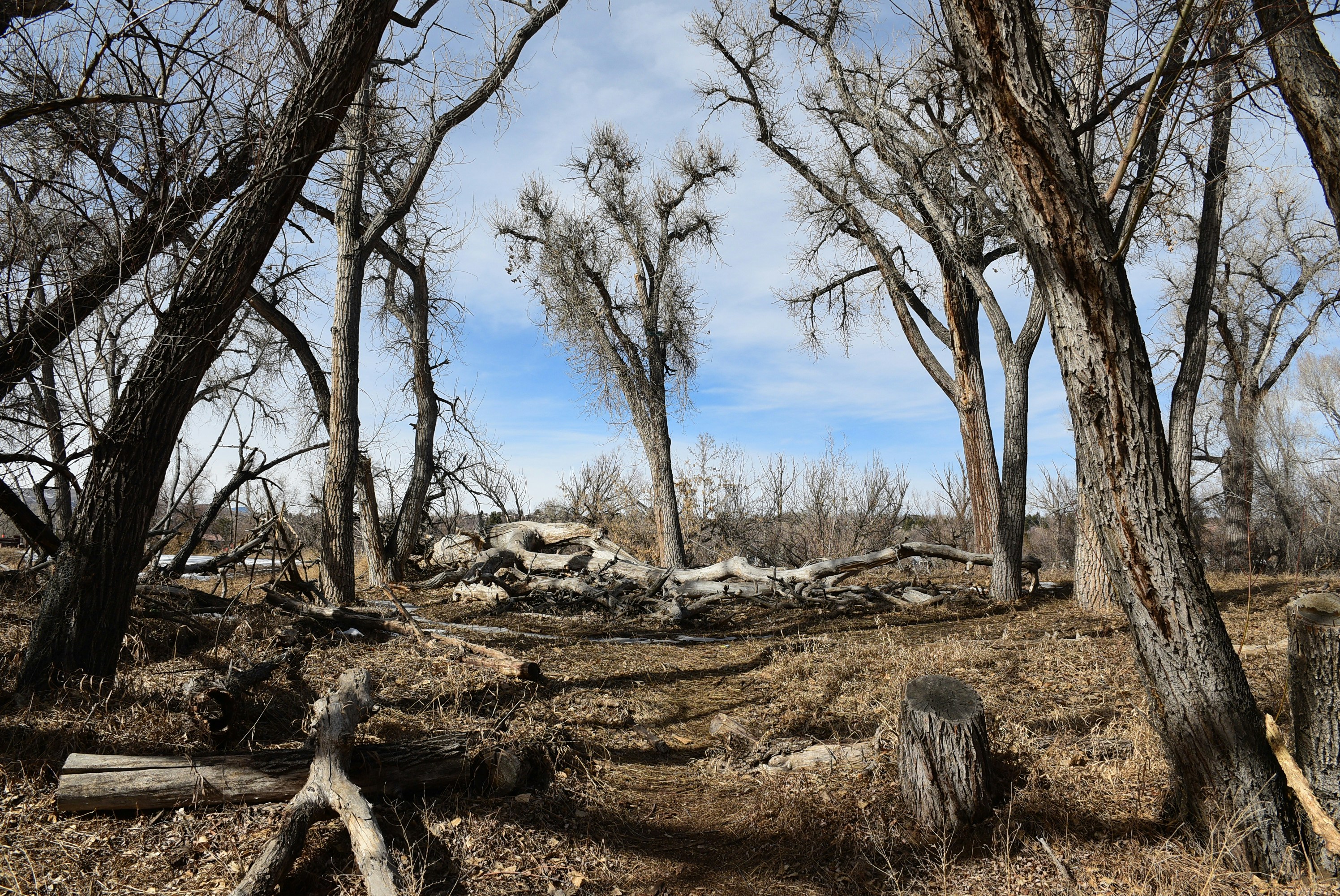 Leafless trees stand scattered across a barren forest floor under a clear blue sky.