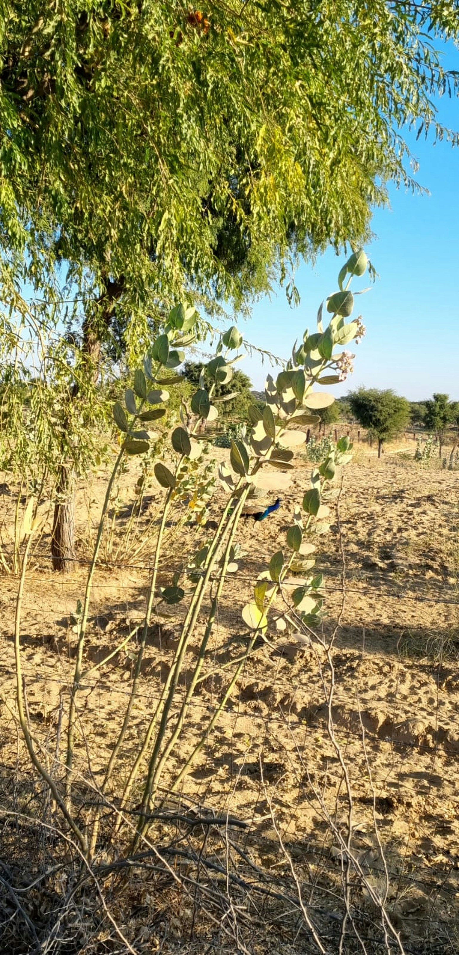 Acacia Seedling Pictures | Download Free Images on Unsplash