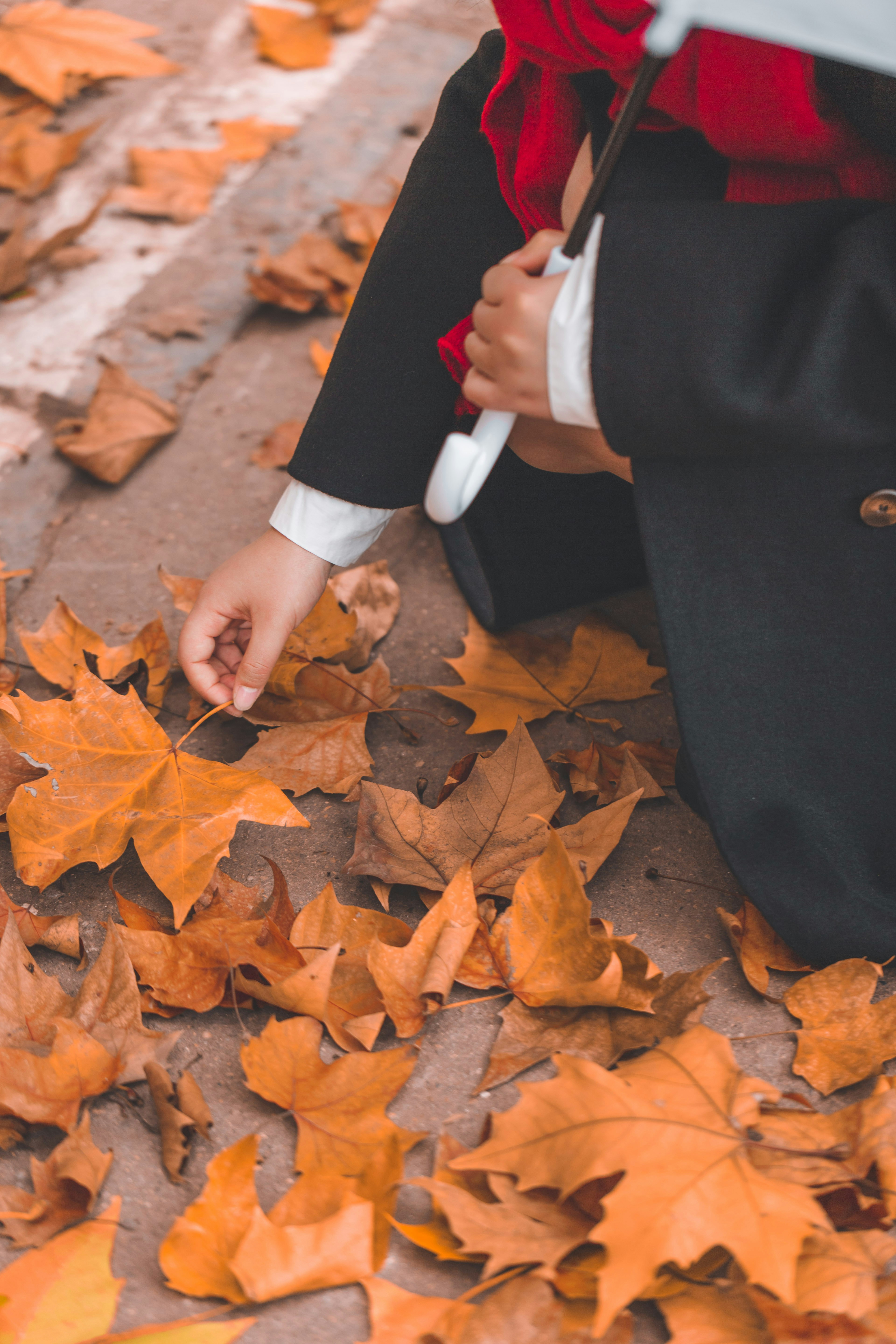 Autumn Leaves and a Curious Touch