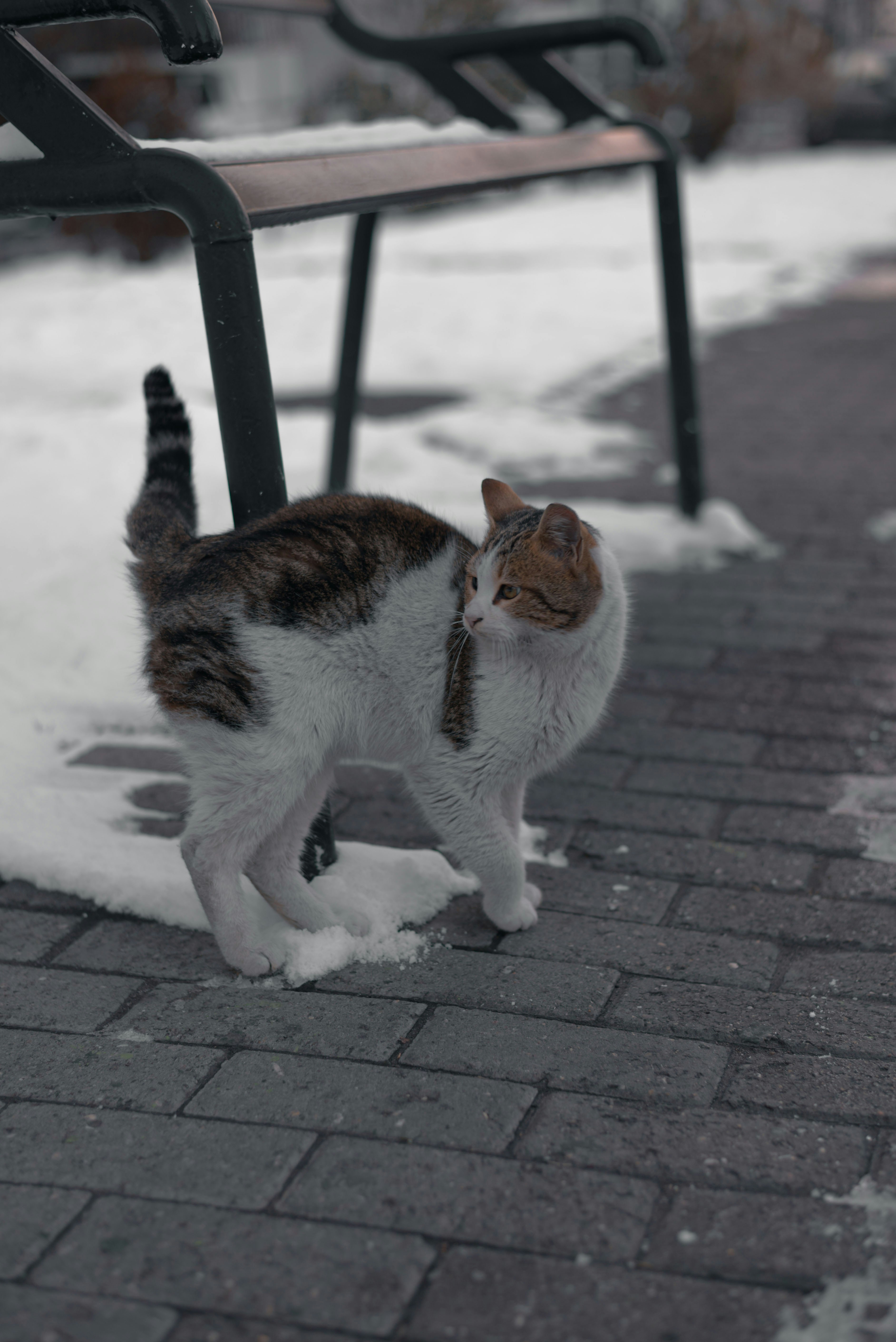 Snowy Street Serenade: A Curious Cat Under the Park Bench