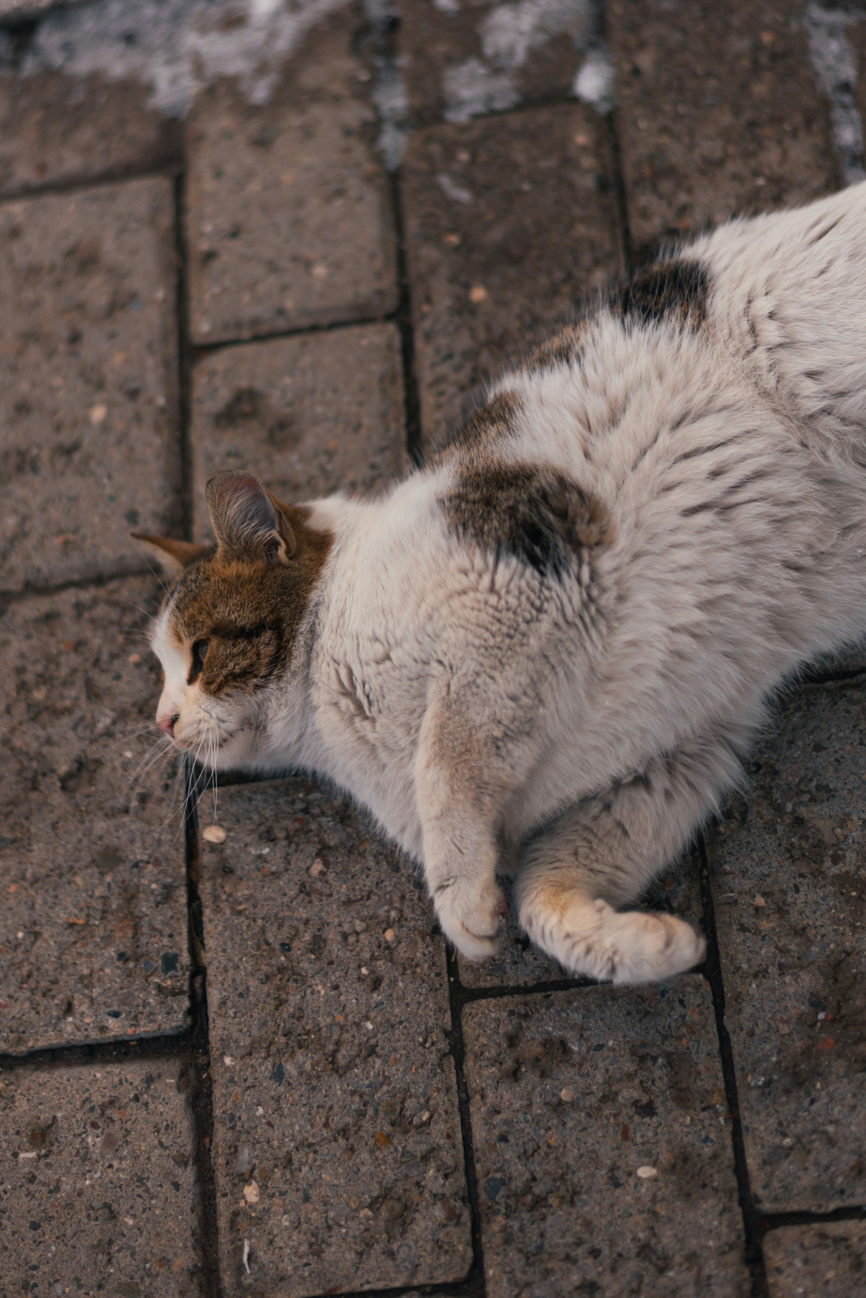Cozy Tabby Reposes on a Textured Brick Path