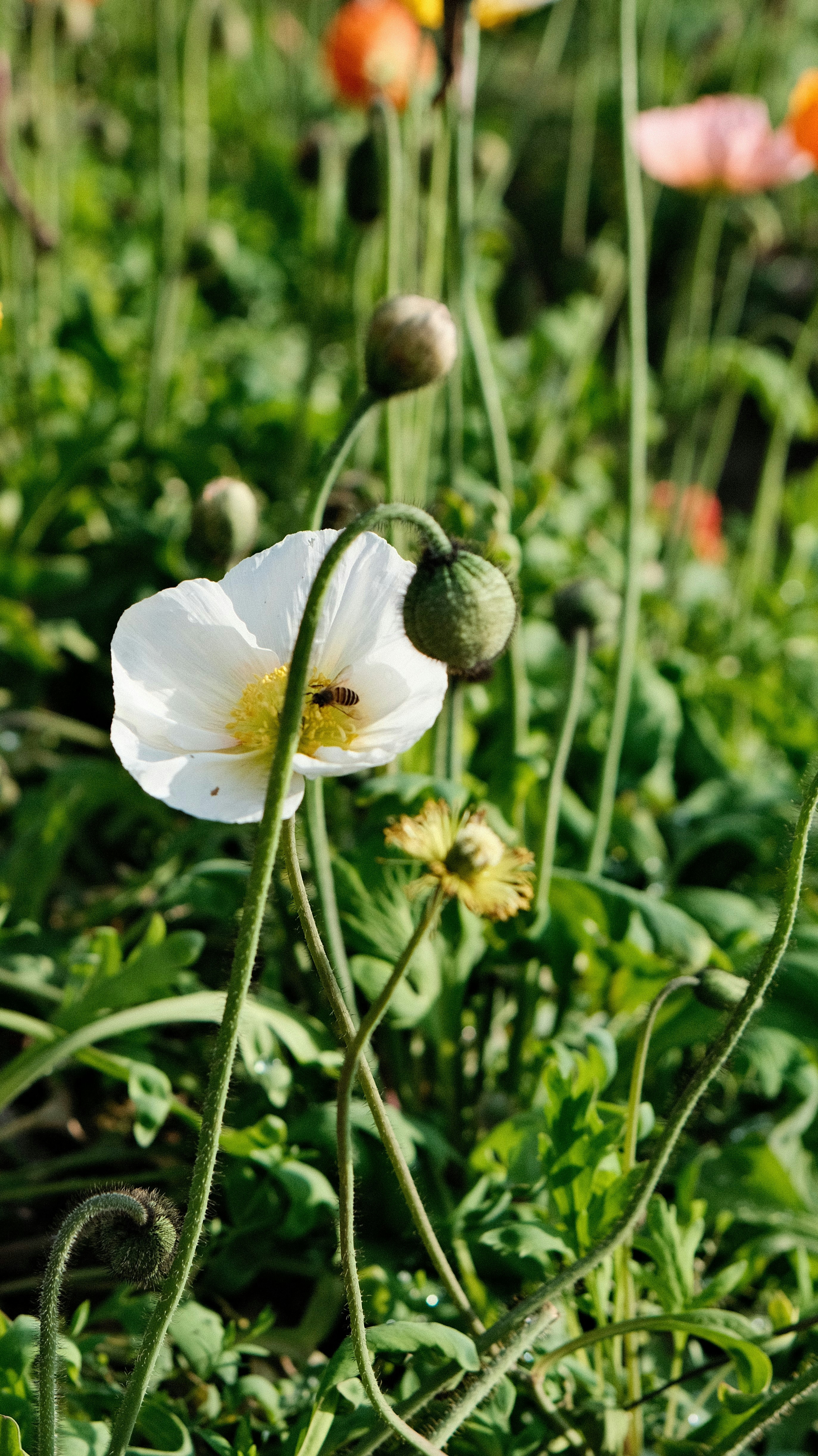 Bee at the Heart of a White Poppy: A Sunlit Garden Moment