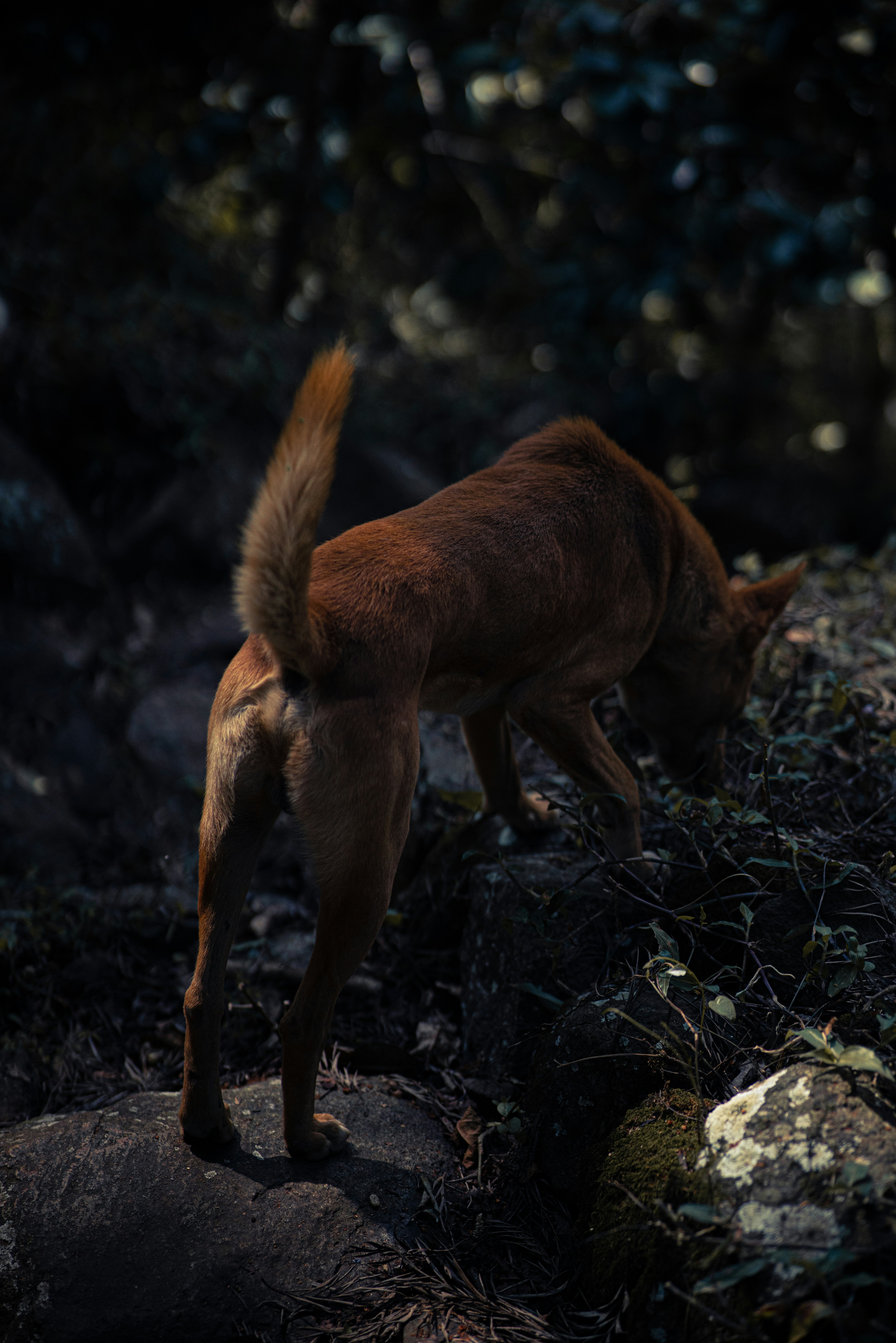 Mid-Stride Fox-Tailed Hunt: A Copper Coat in Shadowed Terrain