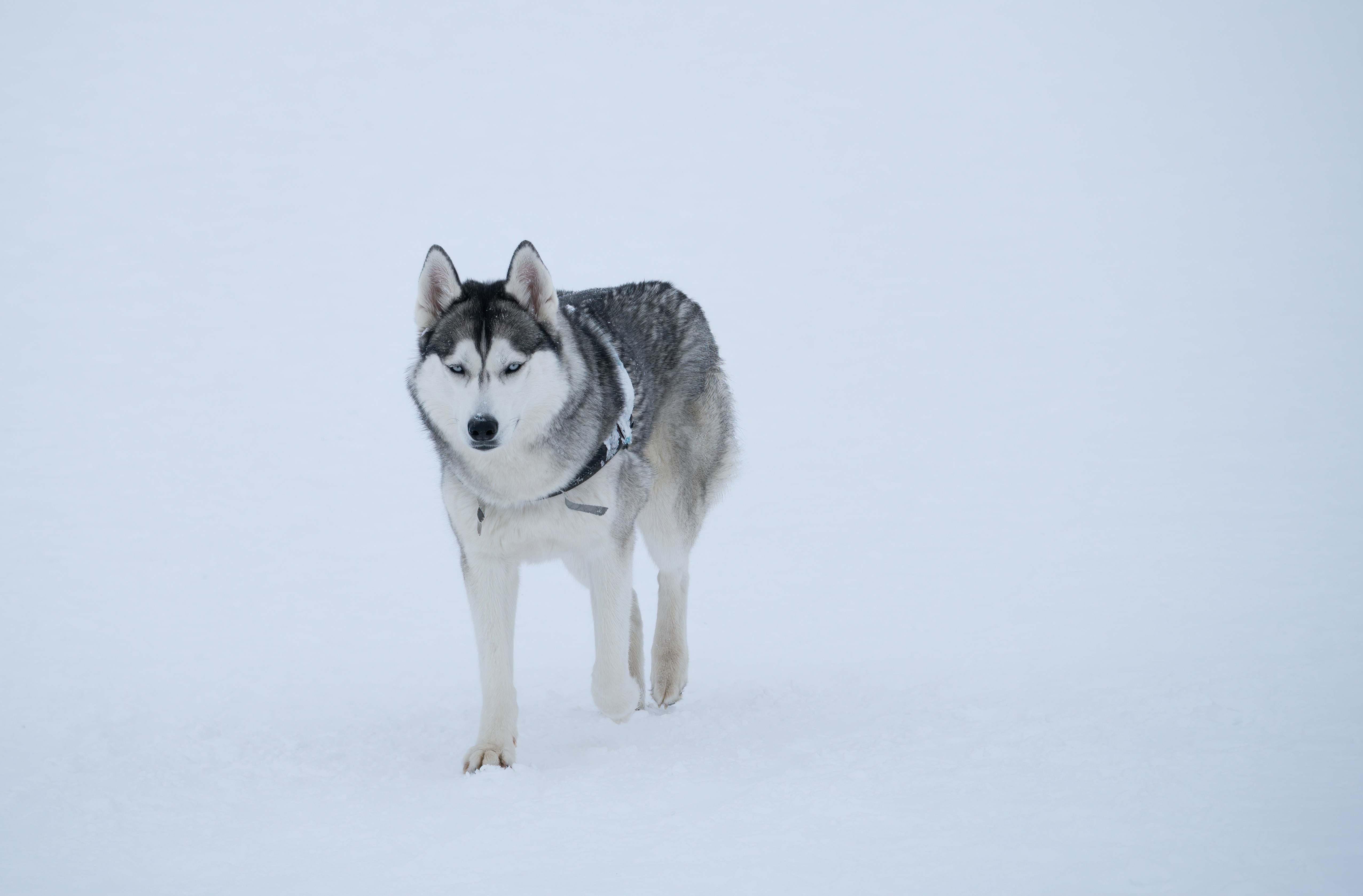 A husky dog standing in the snow looking at the camera photo – Free Dog ...