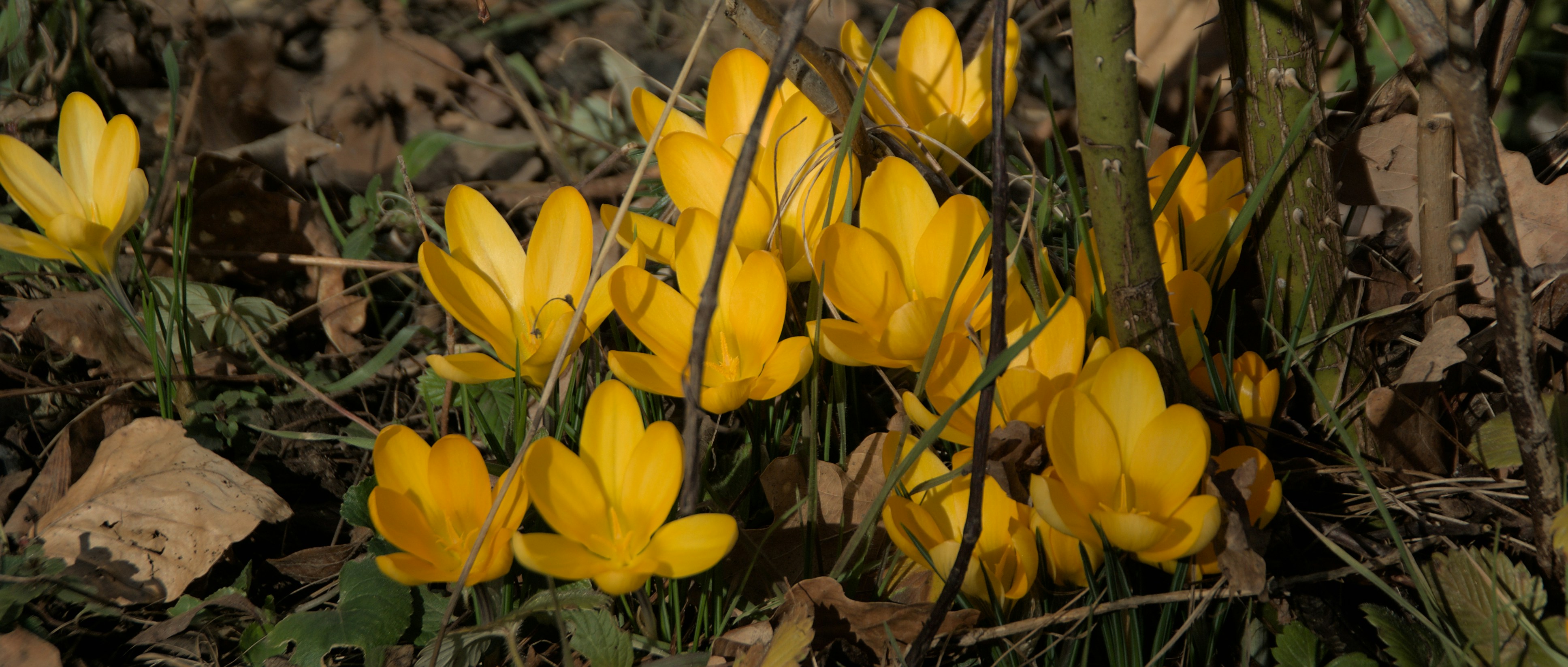 Golden Crocus Bloom Breaking Through Leaf Litter