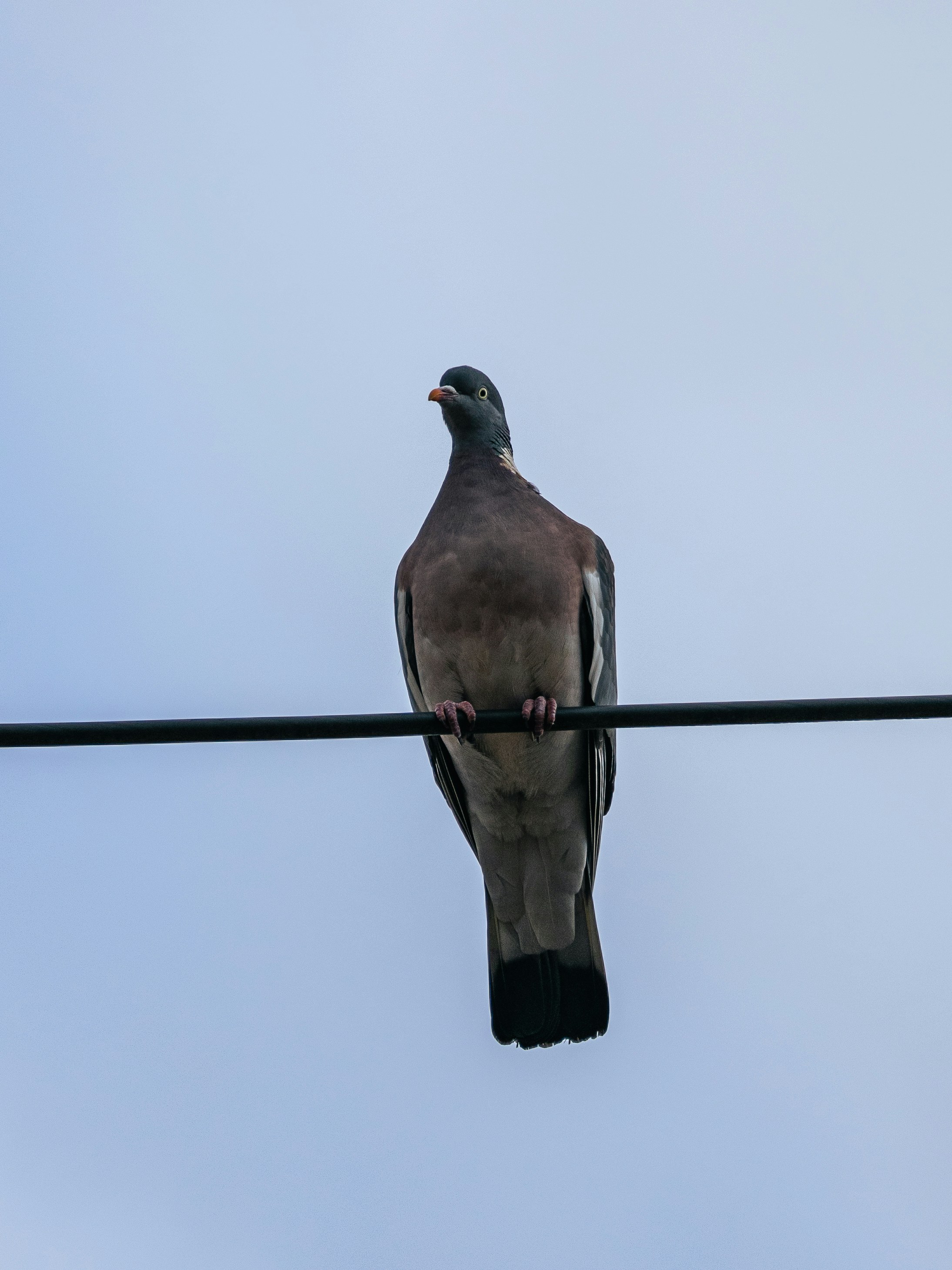 Wire-Sentry: A Pigeon Surveys the Open Sky