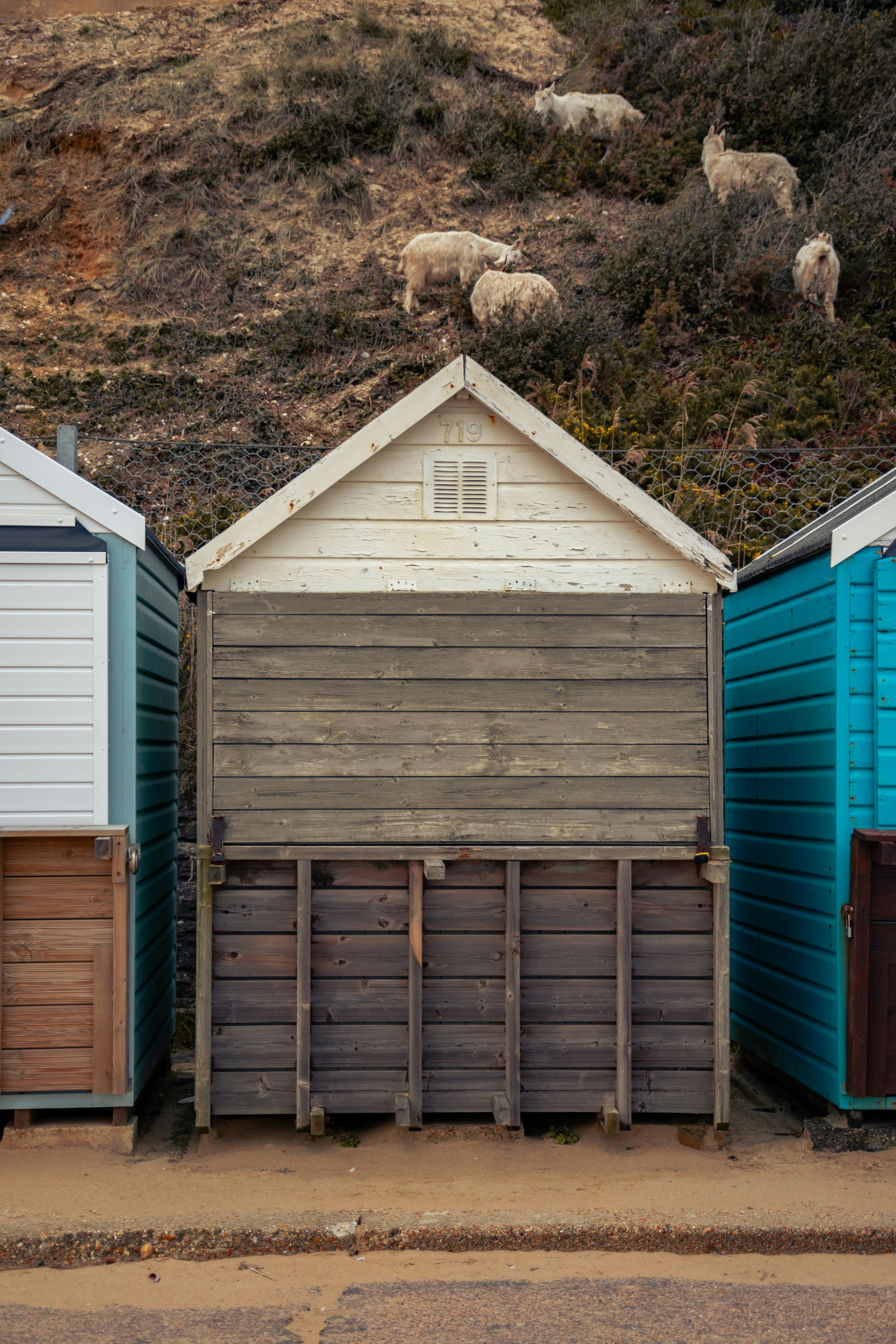 Centered Grey Beach Shack Framed by Blue Cabins and a Sheep-Dotted Slope