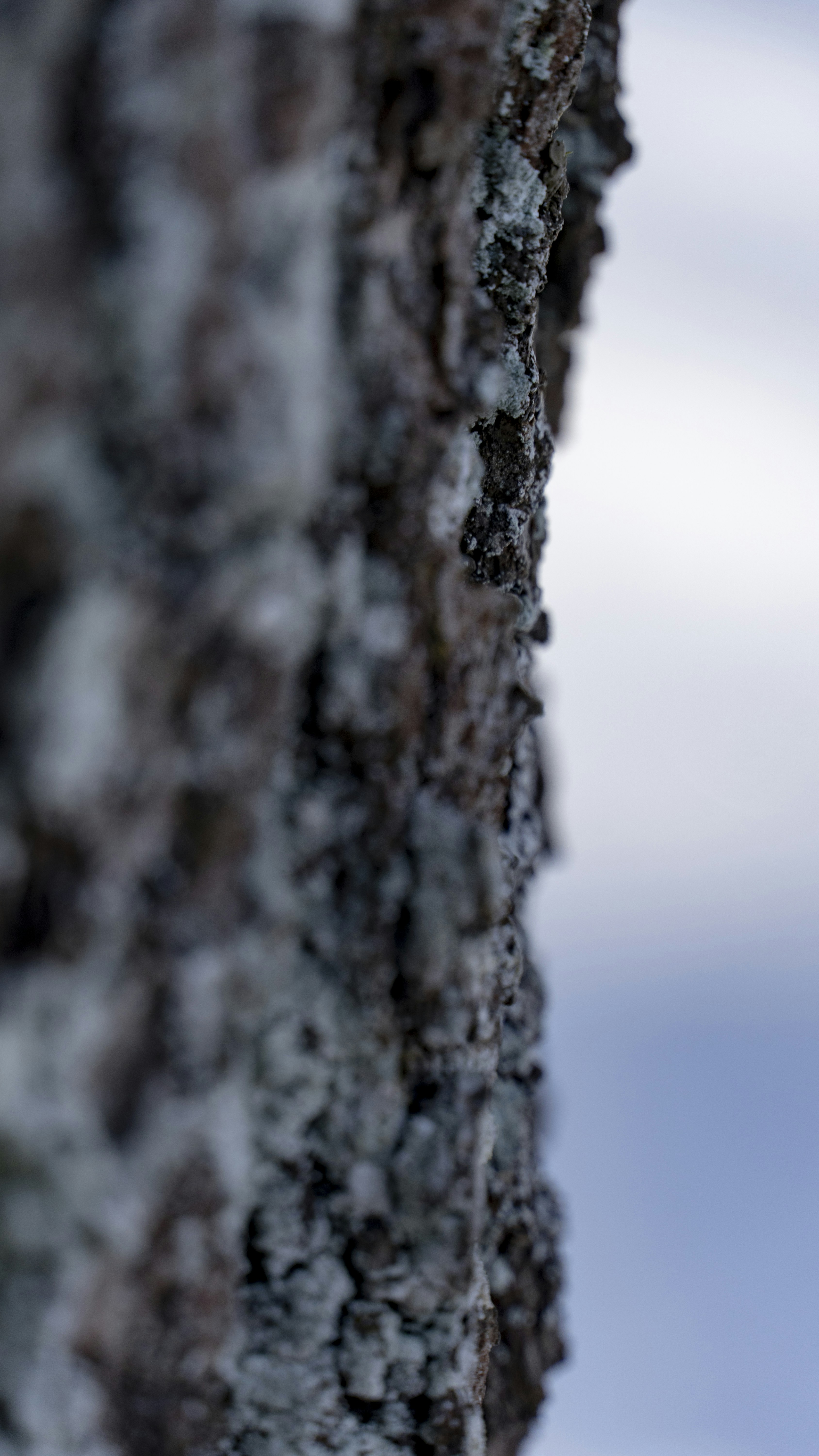 Rugged Lichen Portrait: Macro View of Bark in Soft Light