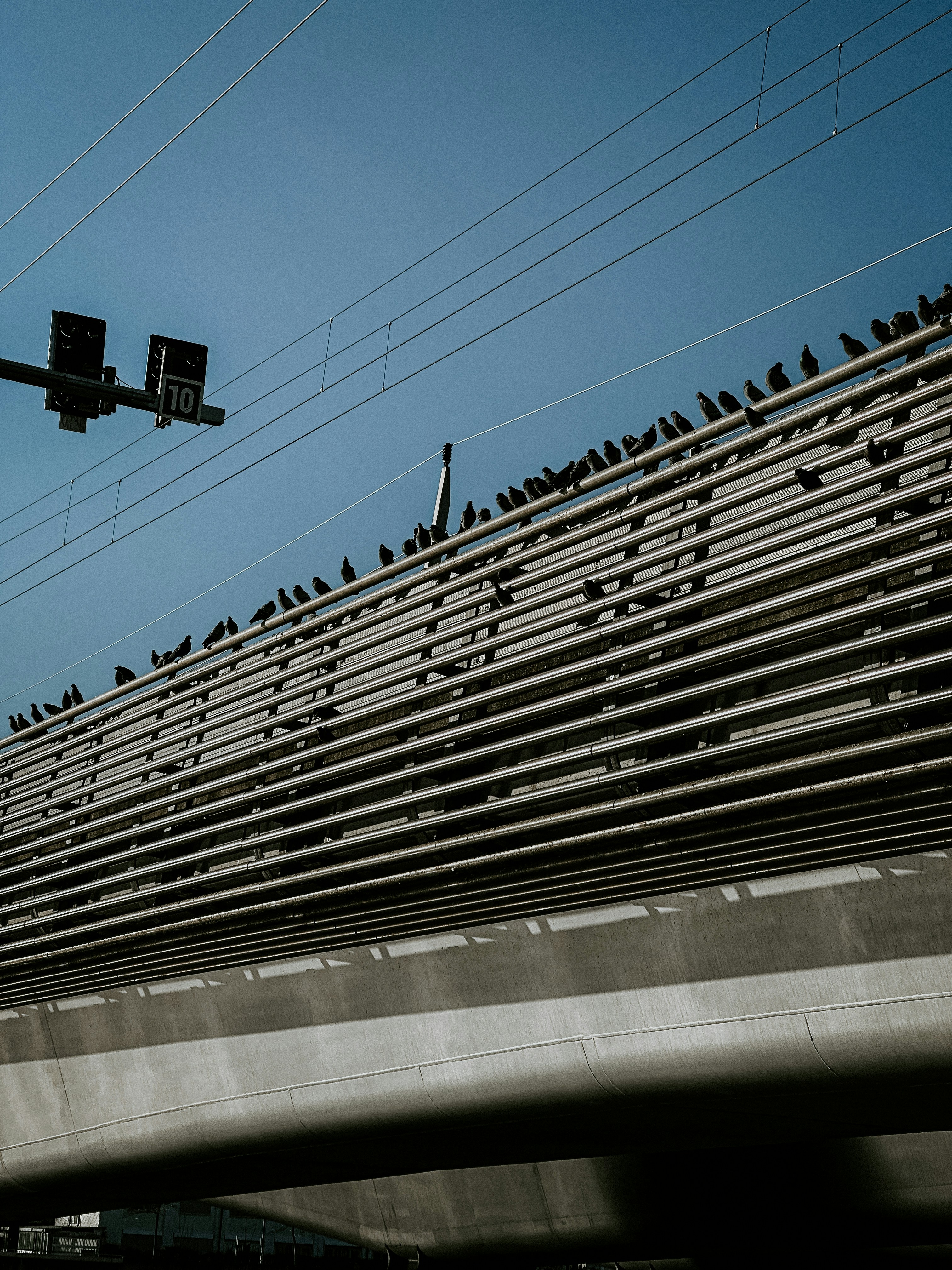 Feathered silhouettes line the overpass railing beneath a clear blue sky