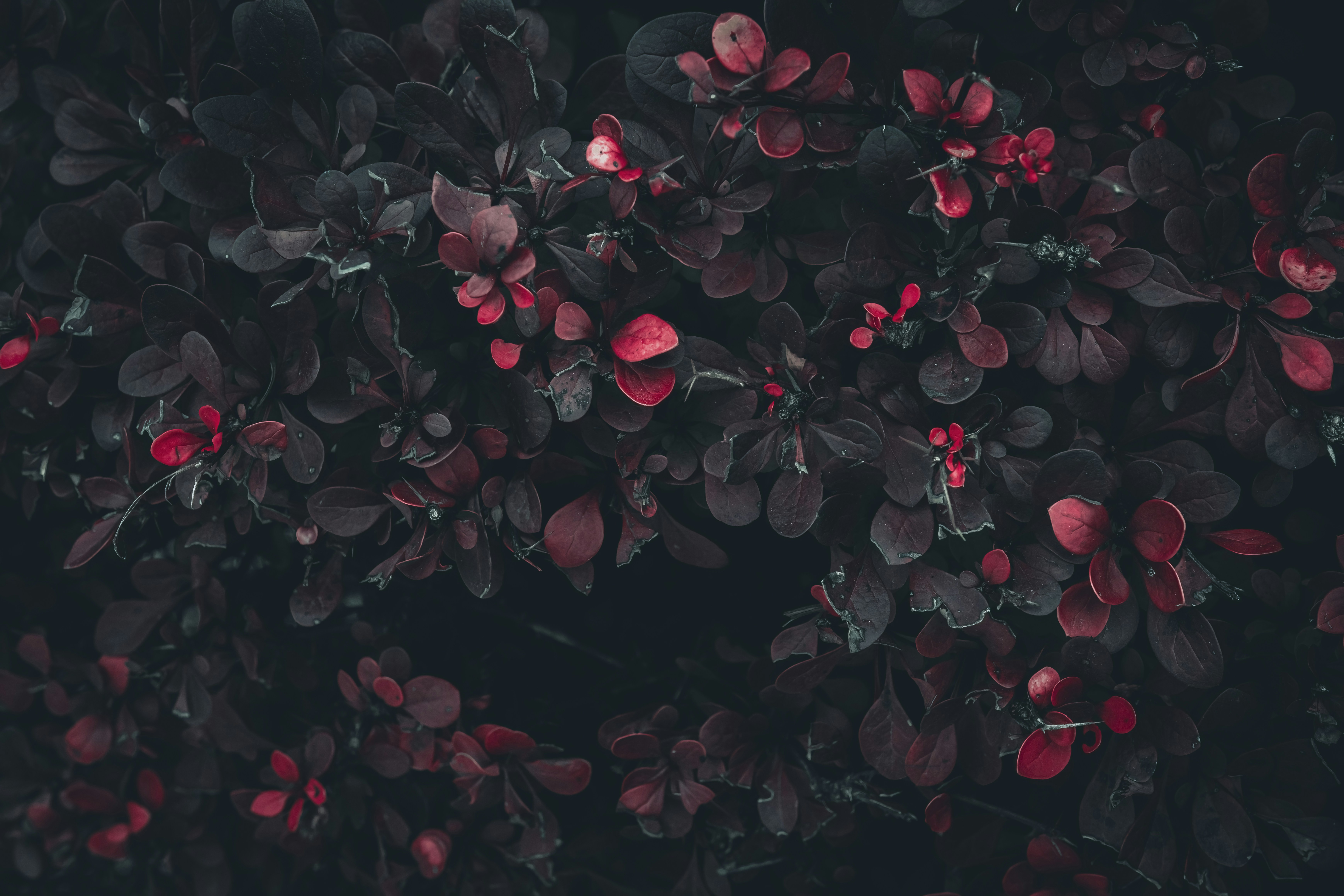 30k+ Dark Red Pictures | Download Free Images on Unsplash