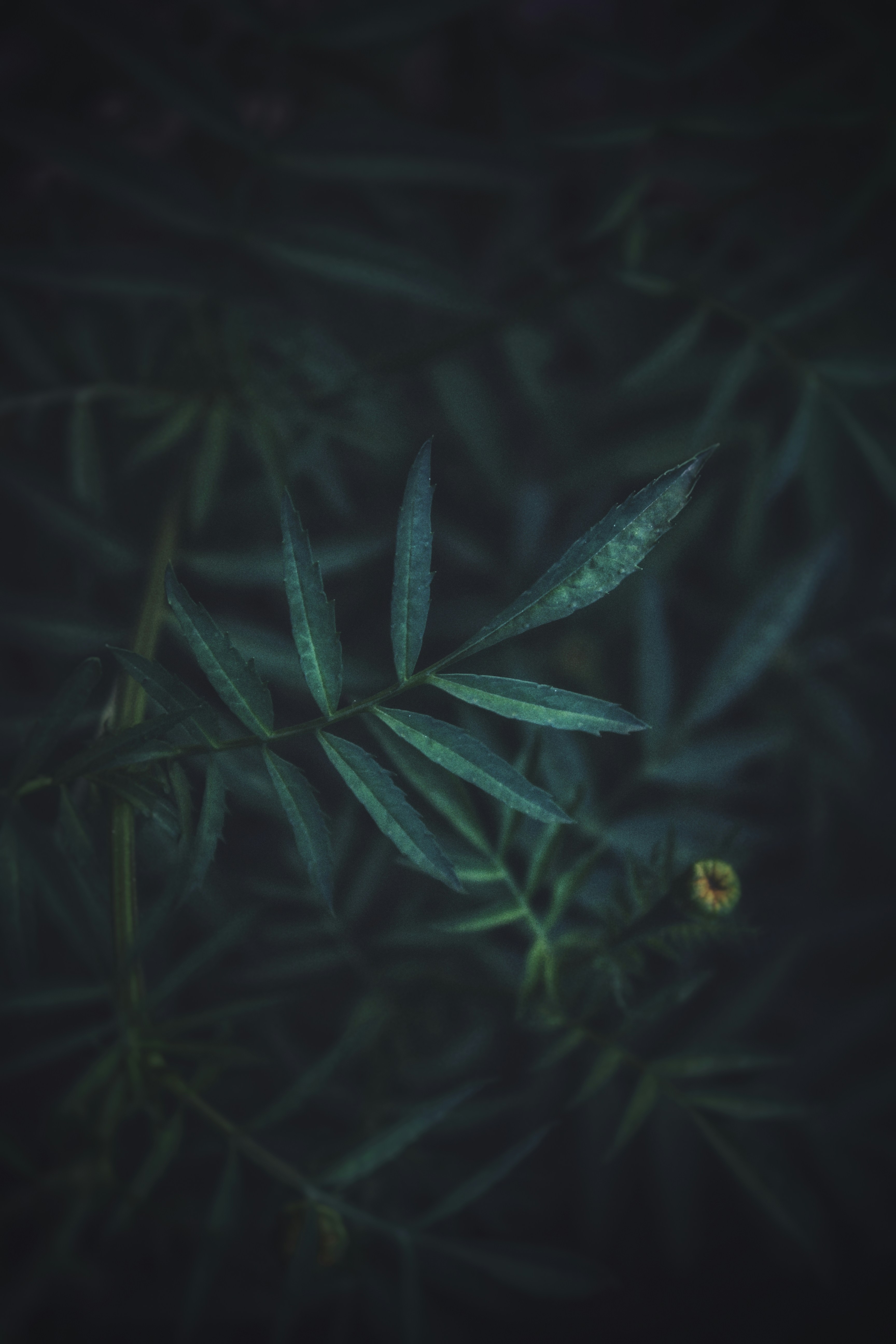 Wild Garden