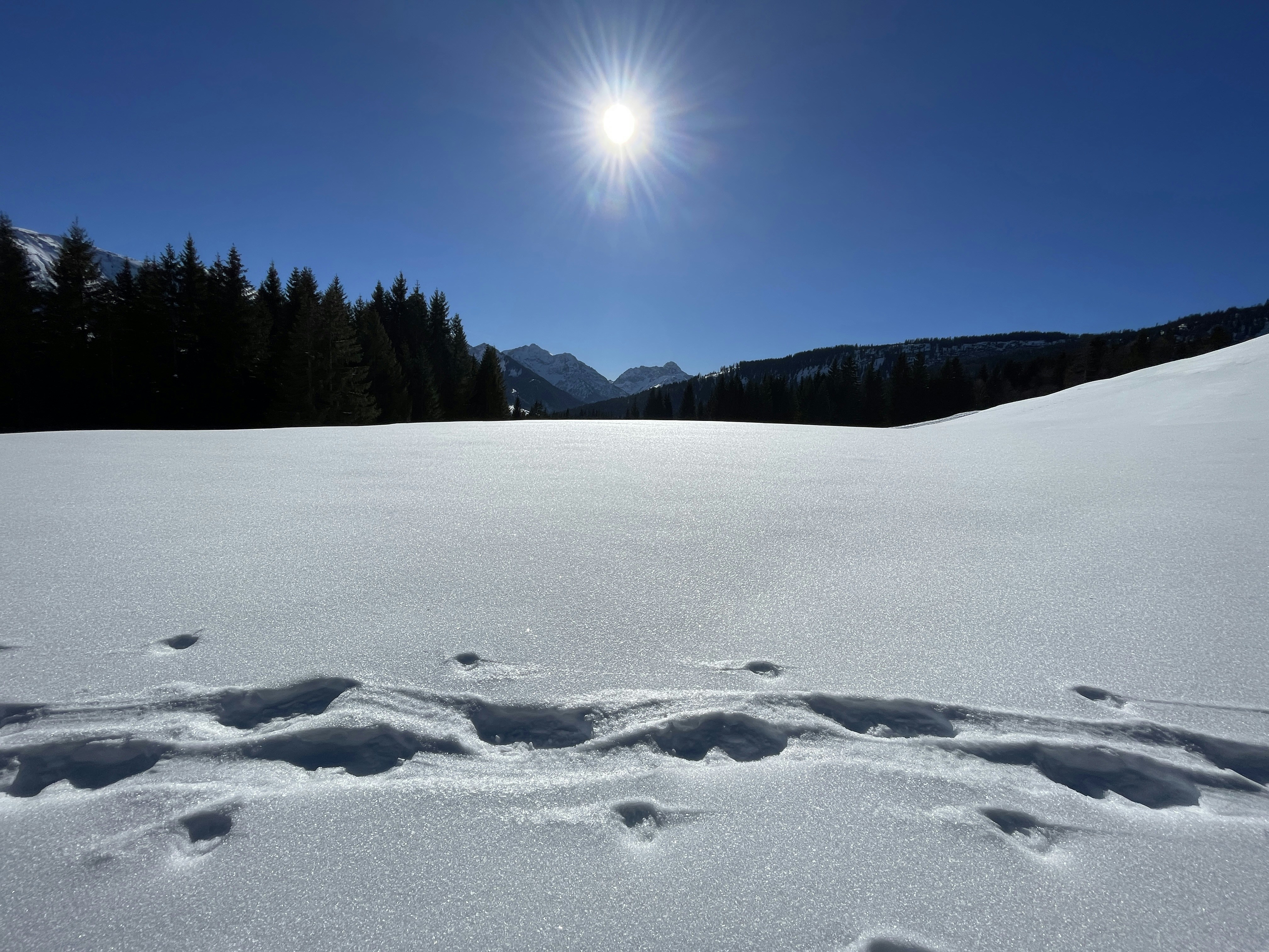 Sunlit Silence Over a Pristine Alpine Snowfield