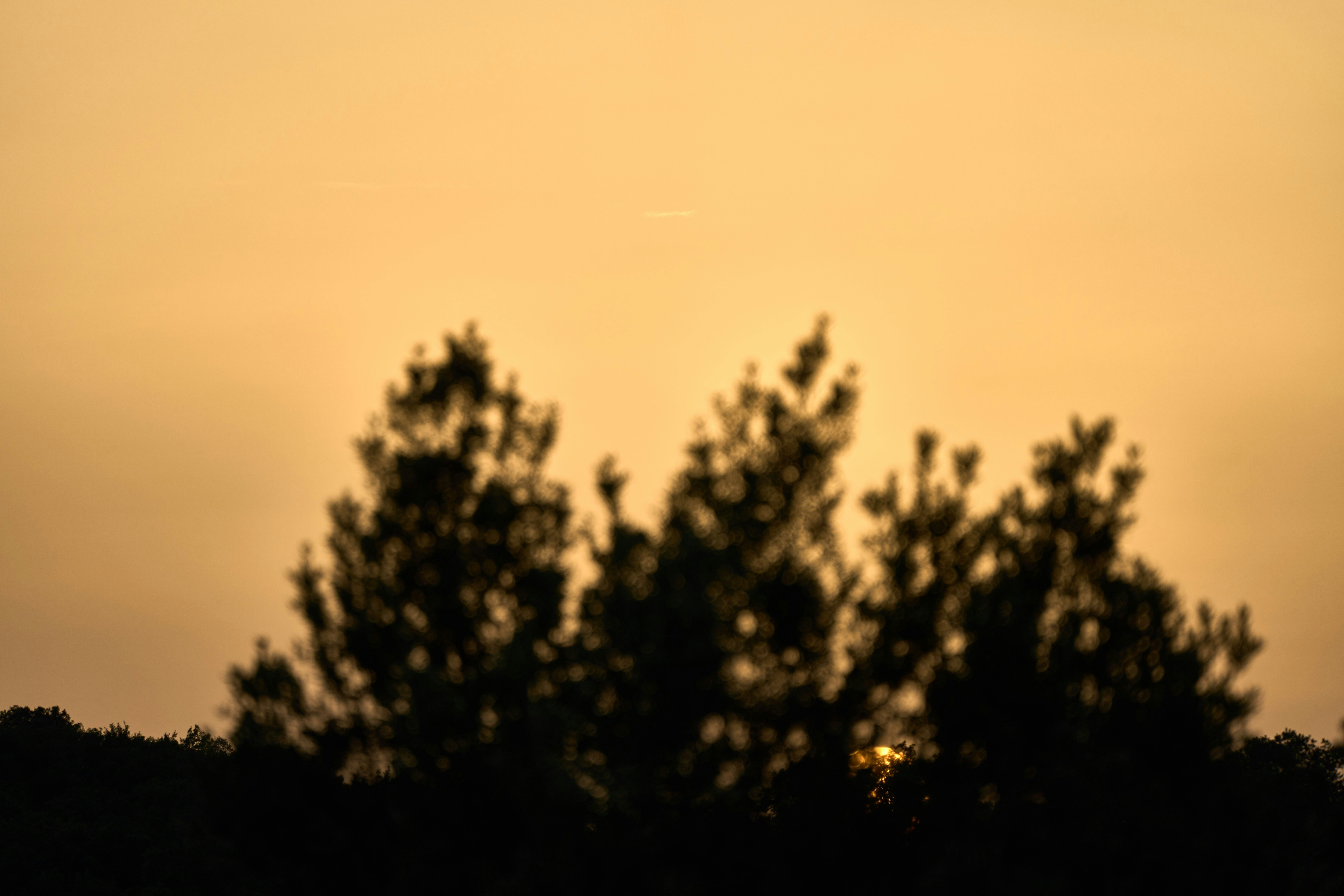 Photo by Wolfgang Hasselmann with Sony Alpha 7 IV