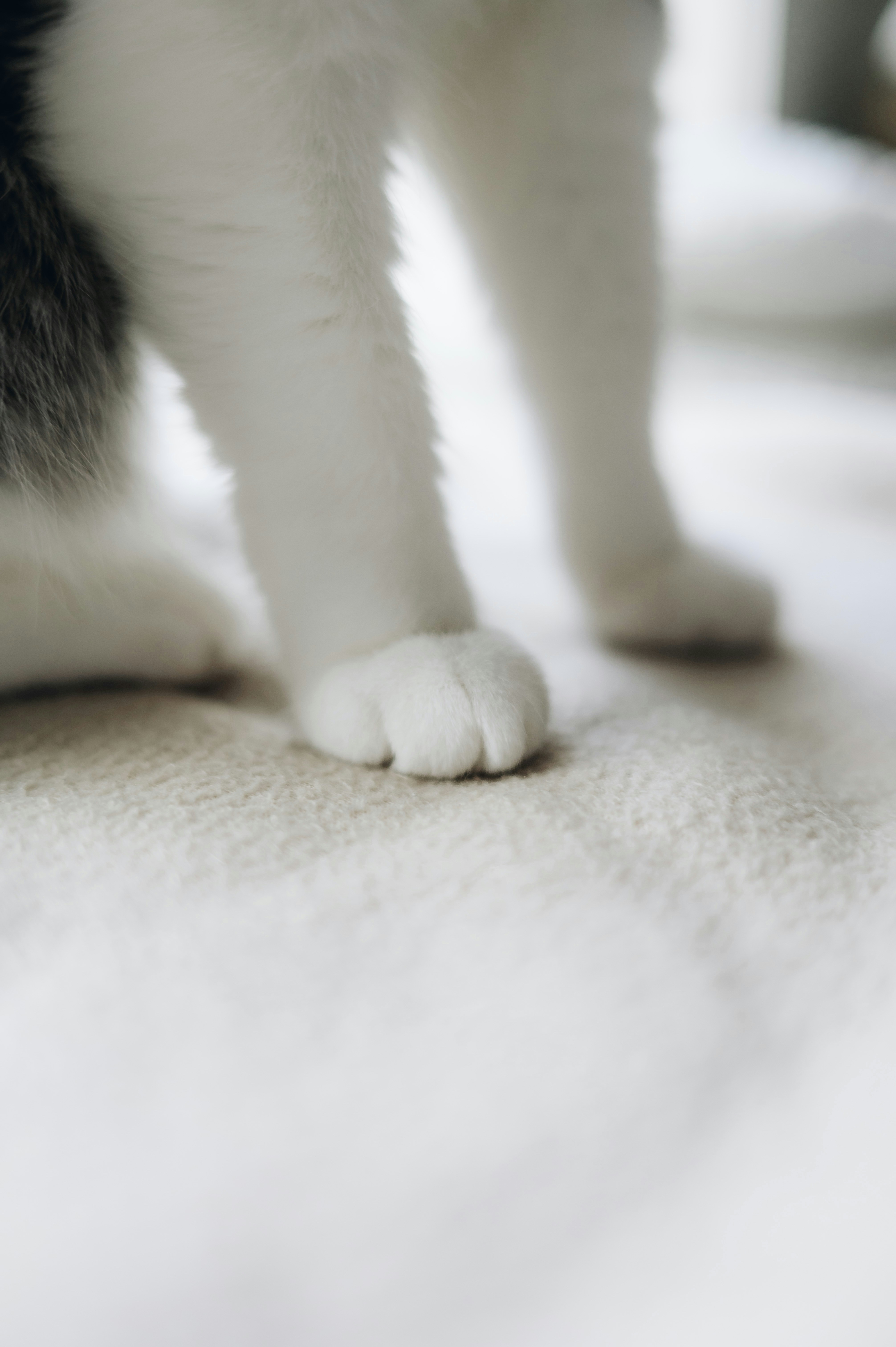 Soft Steps: Cat's Paws on a Quiet Sunlit Carpet