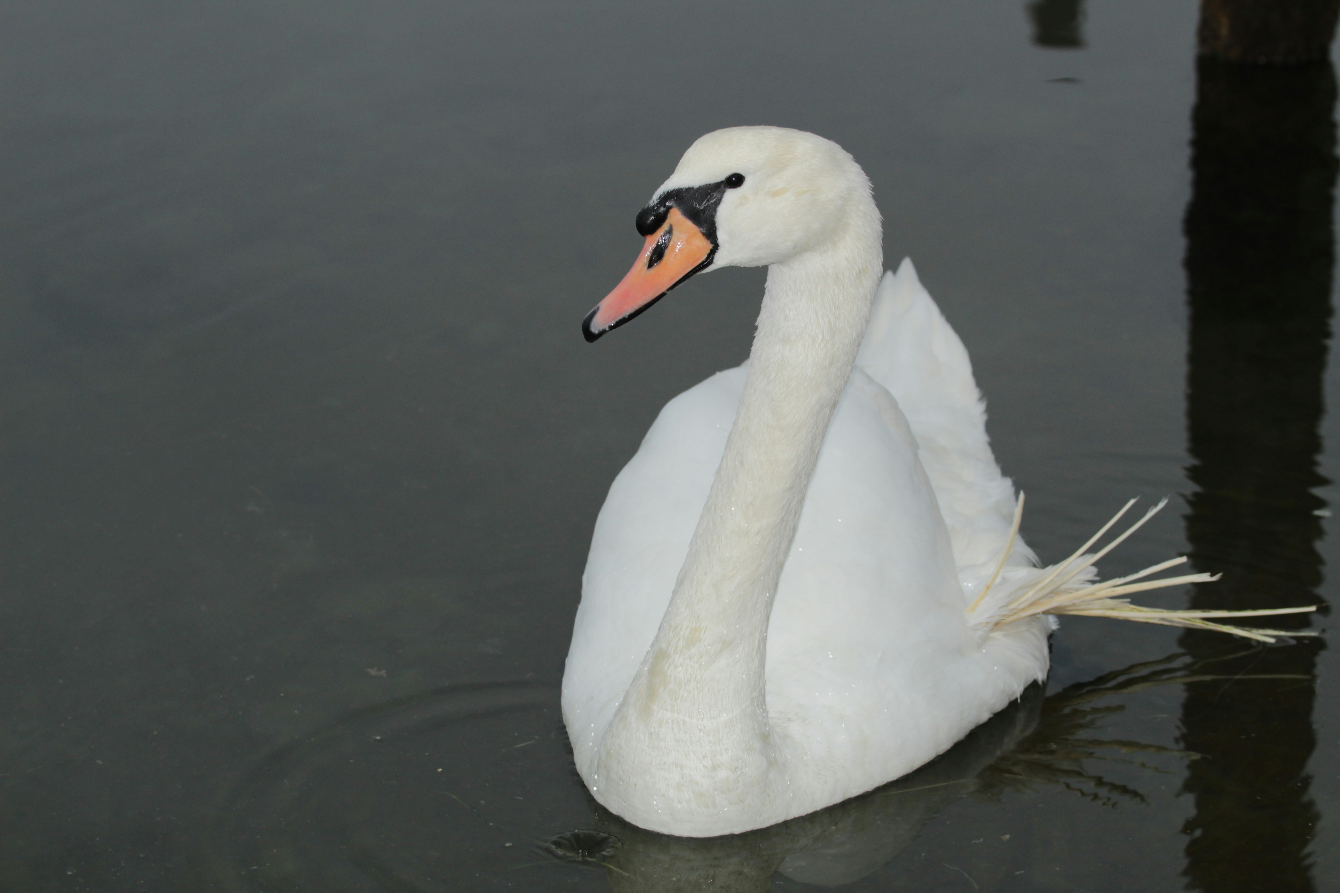 A white swan floating on top of a body of water photo – Free Cigno ...
