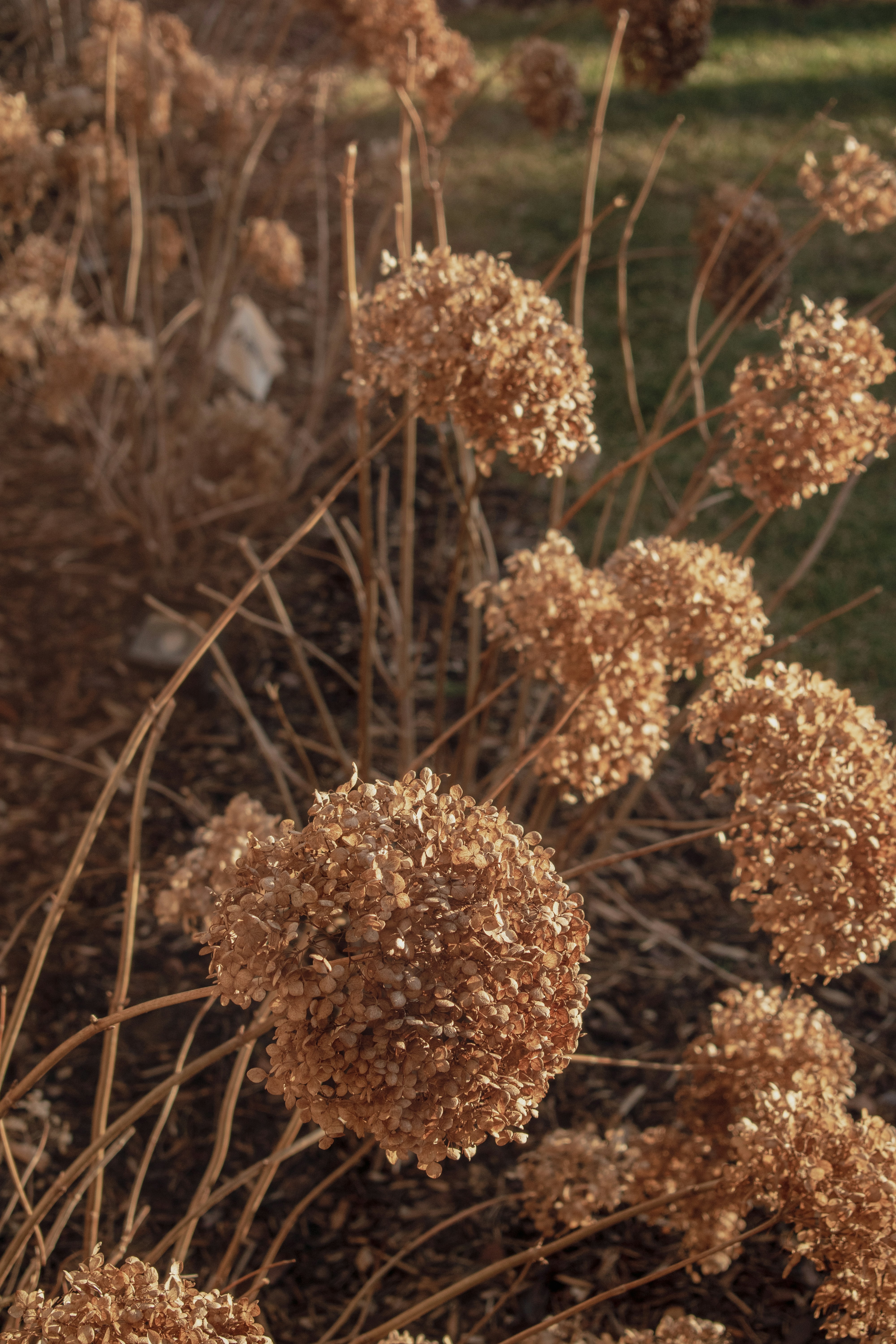 Golden Hydrangea Heads in Autumn Light
