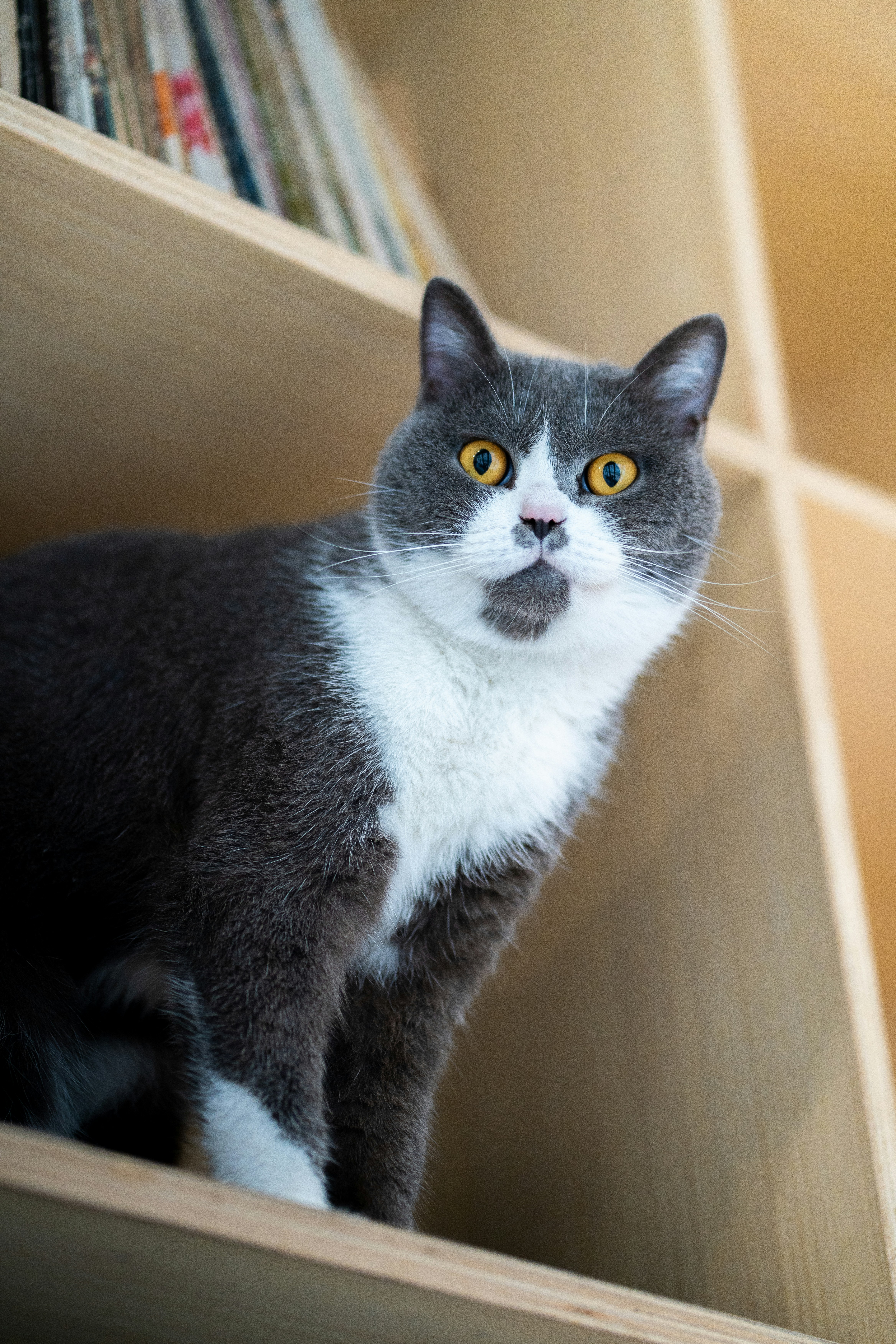 Curious Gaze from the Bookshelf Corner