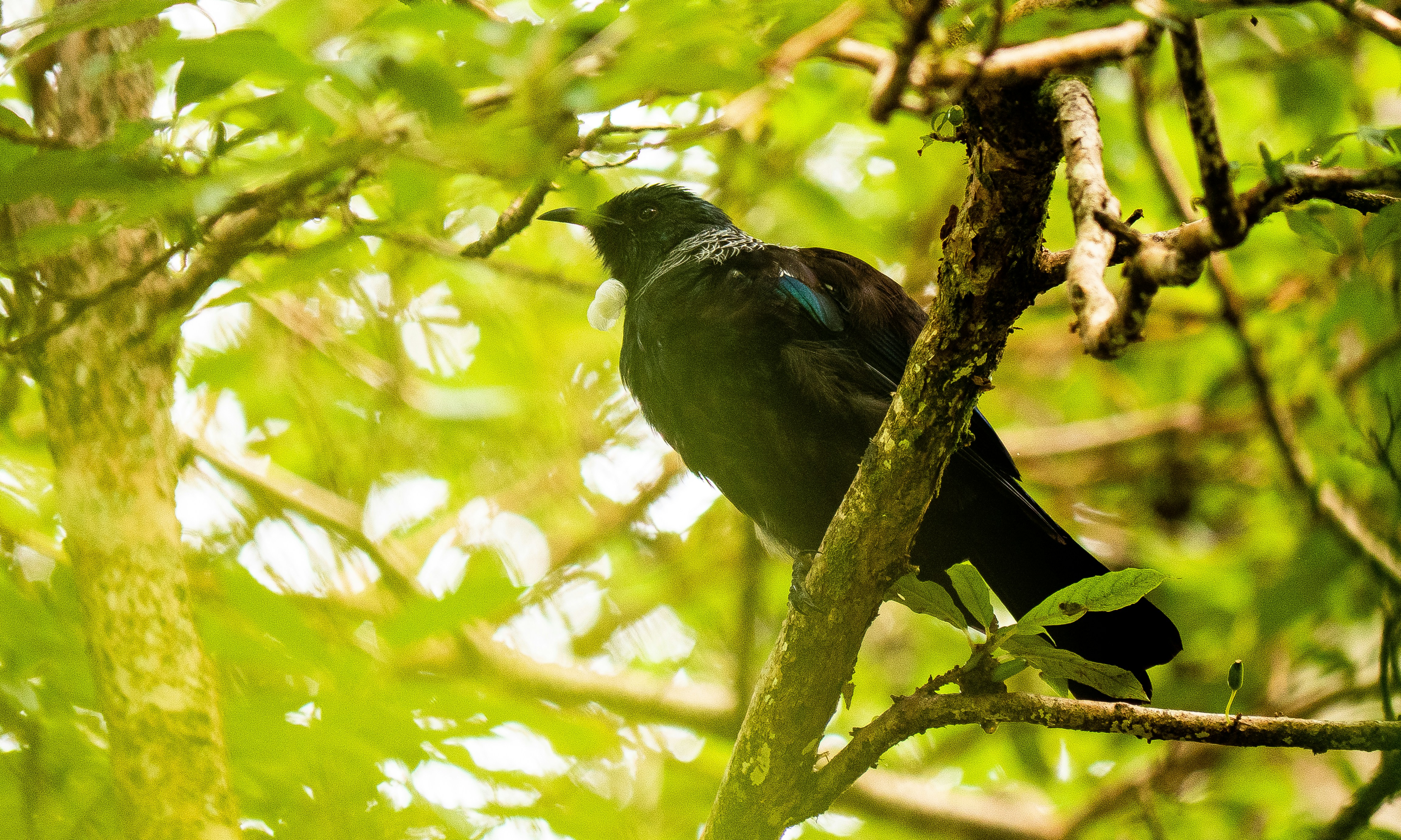 Photo by Tonia Kraakman with Panasonic Lumix G9