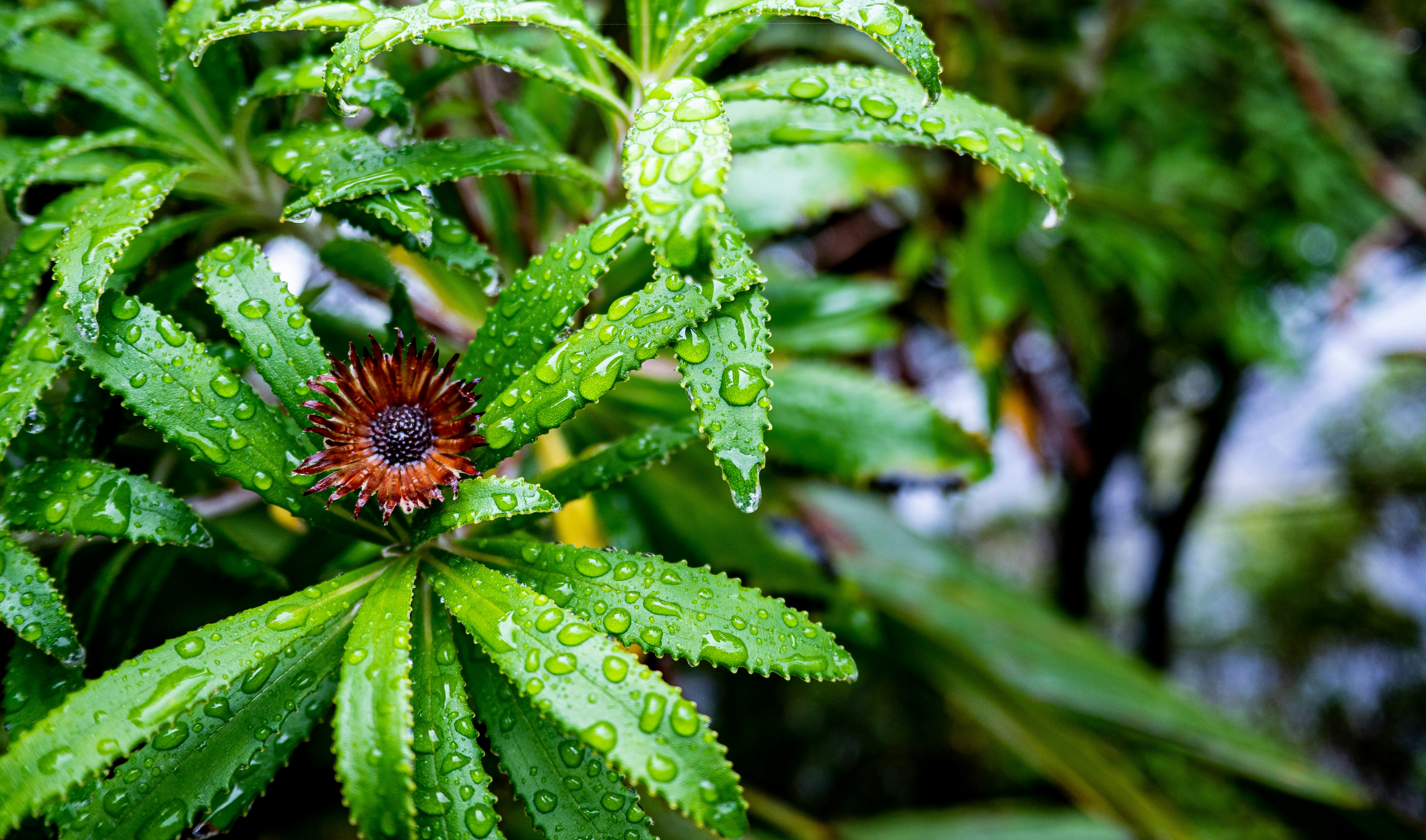 a close up of a plant with drops of water on it