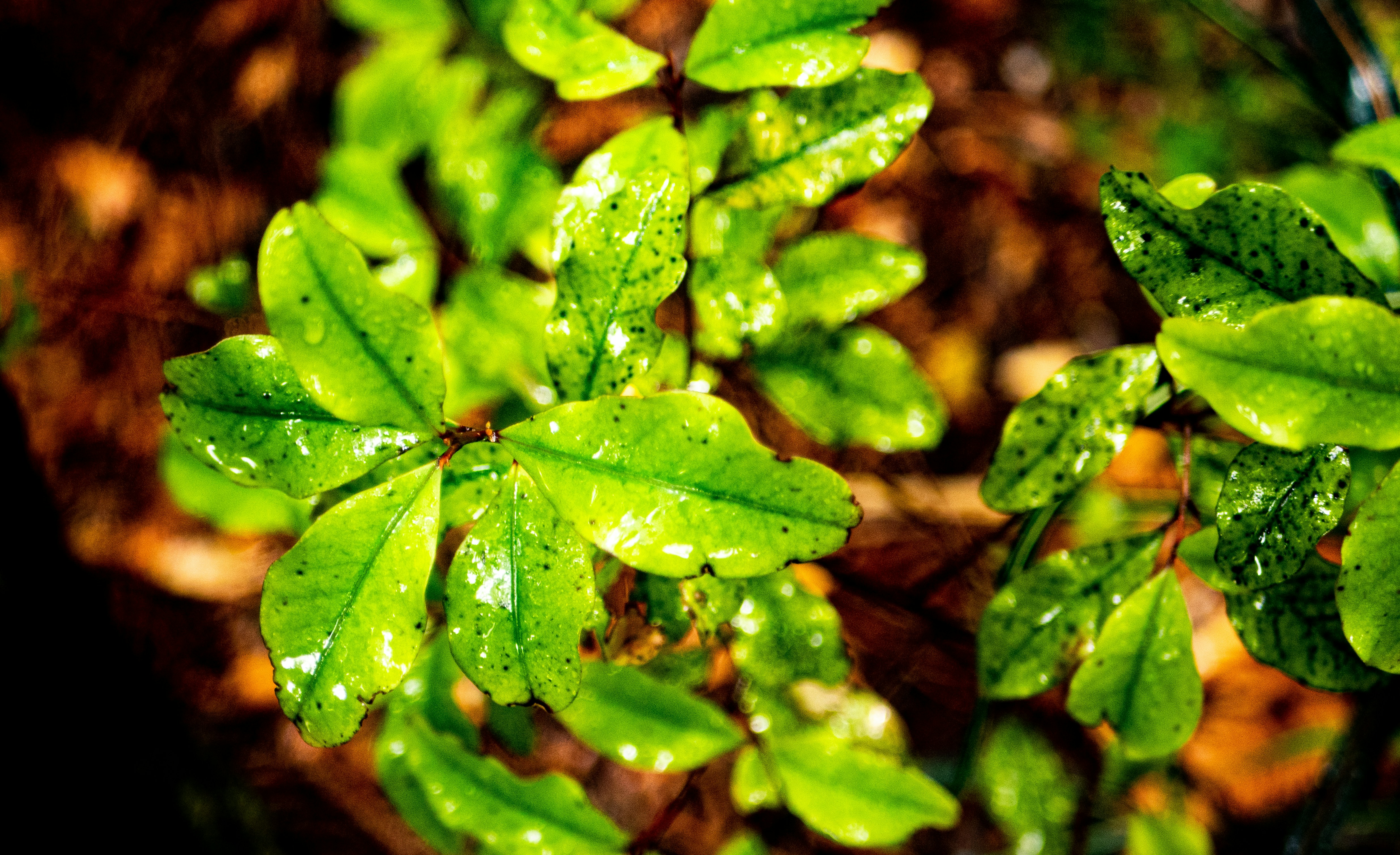 a close up of a green plant with water droplets on it