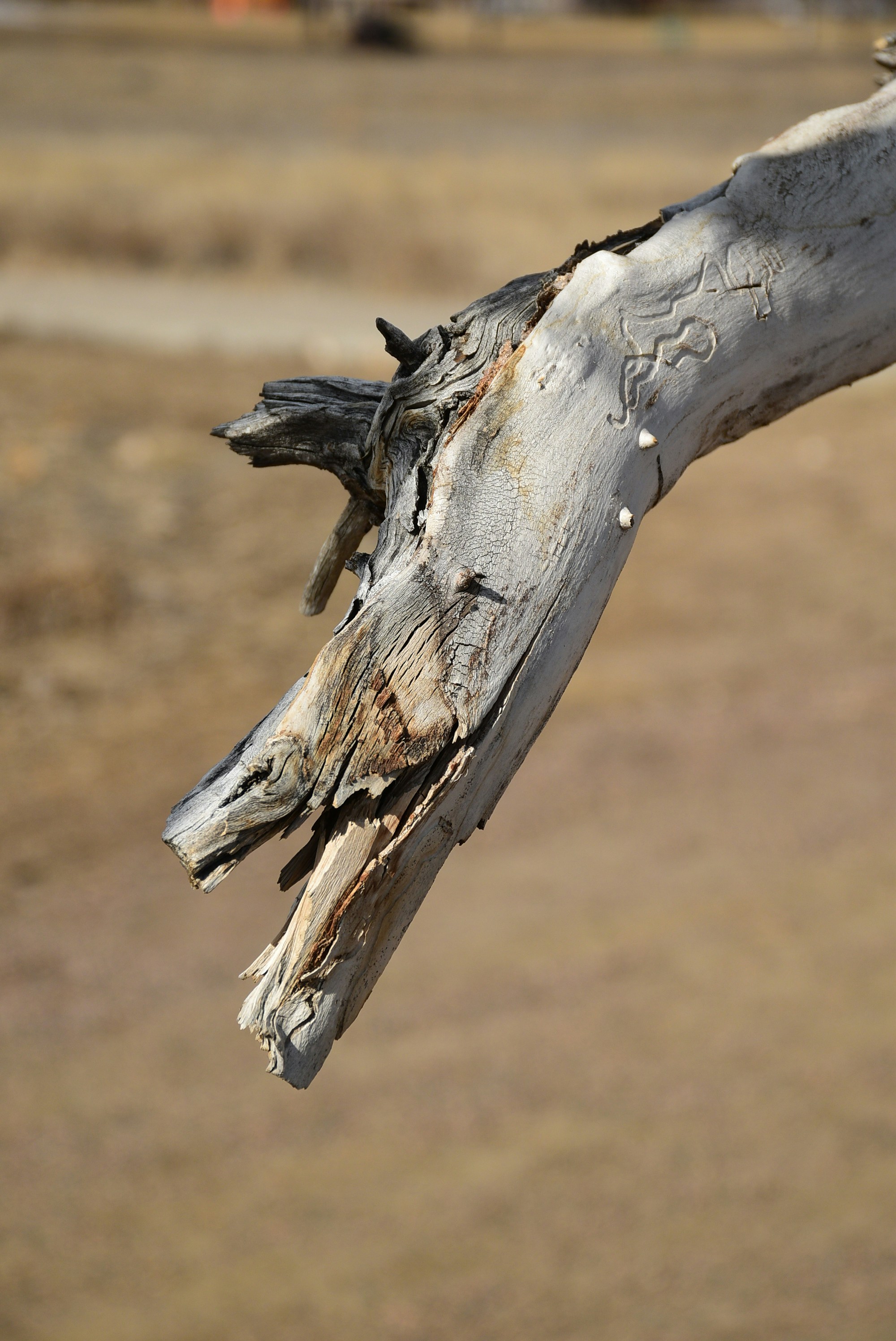 Driftwood Fracture: A Weathered Limb Reaching Across a Quiet Landscape