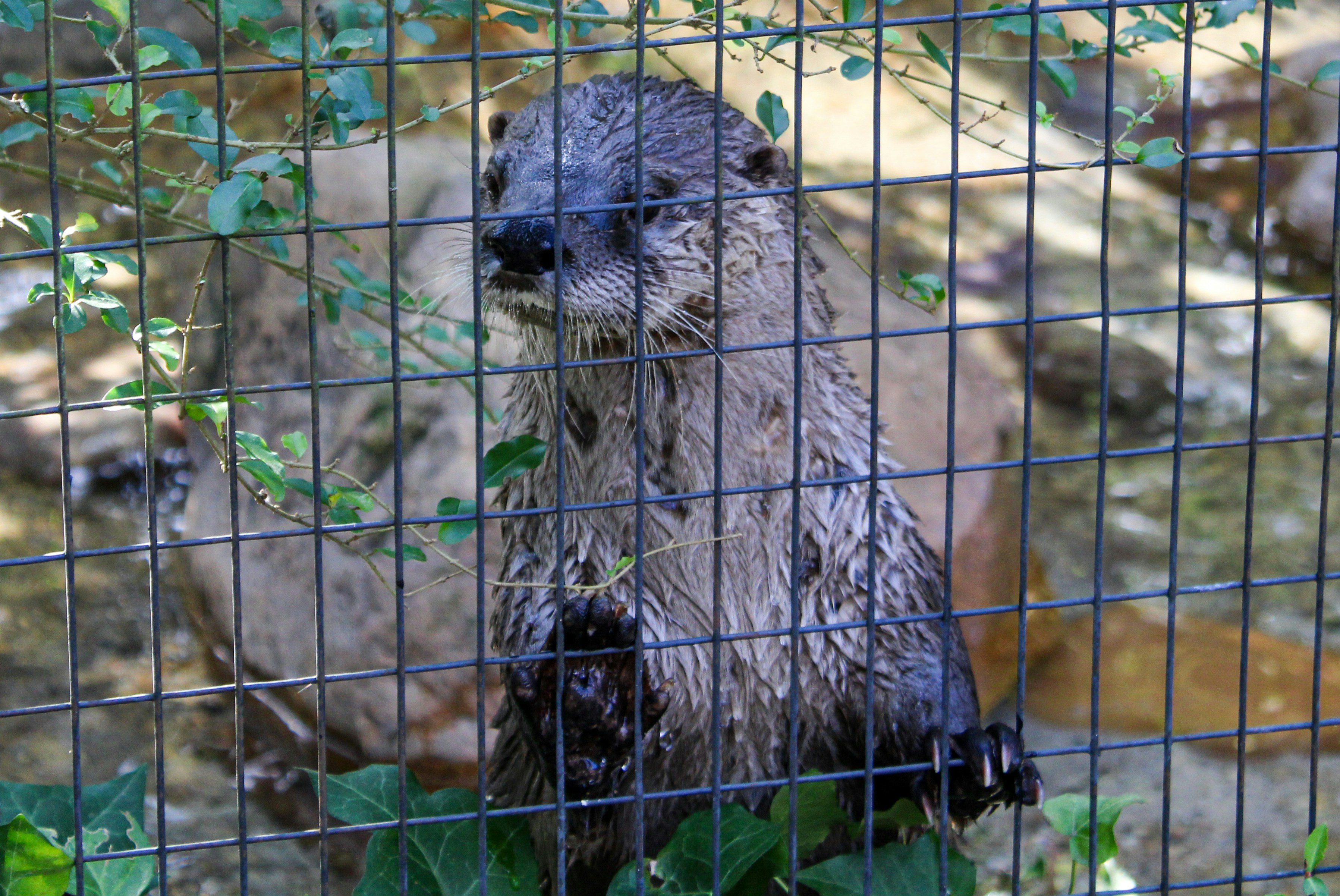a wet otter in a cage looking at the camera