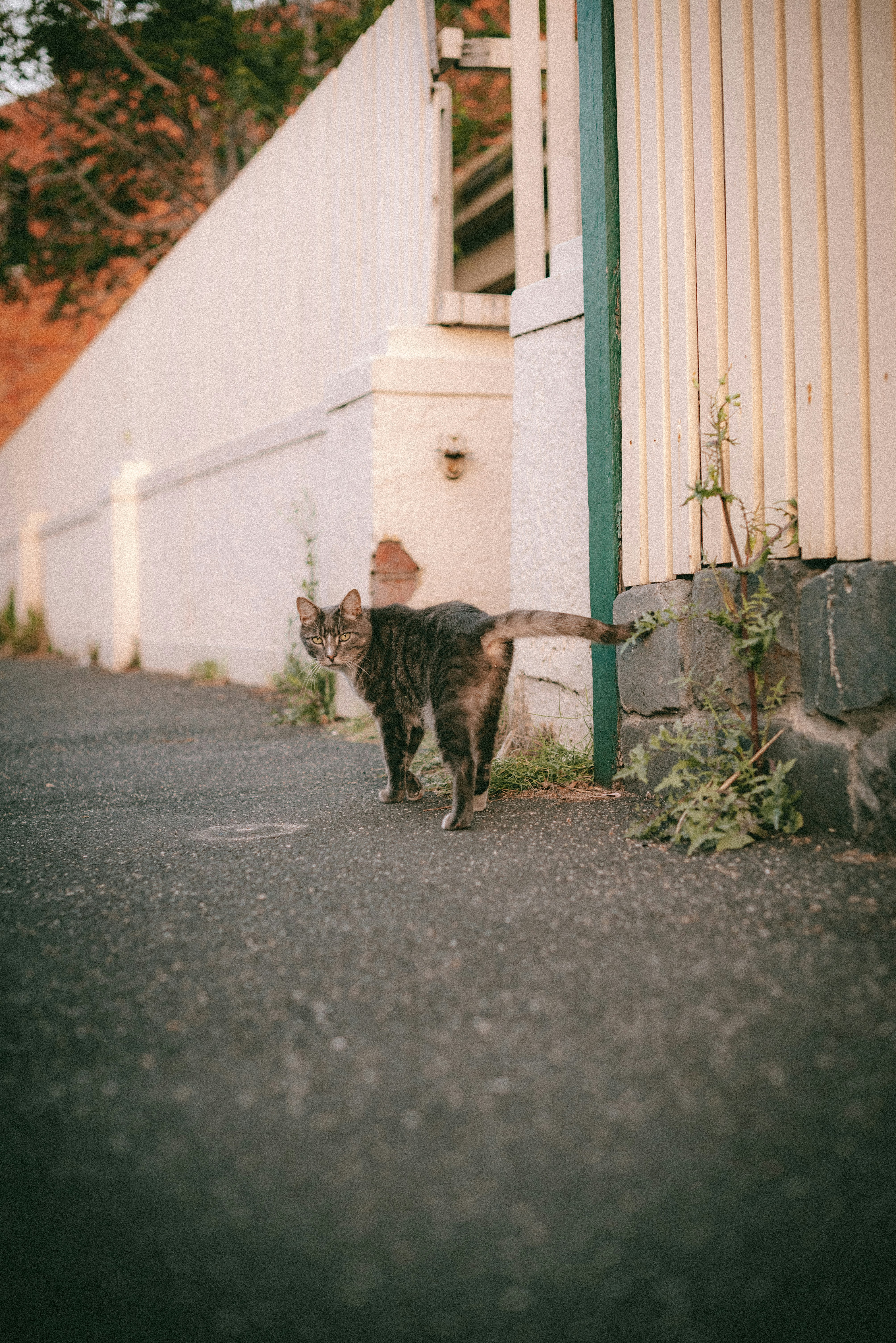 A cat walking down a street next to a building photo – Free Australia ...