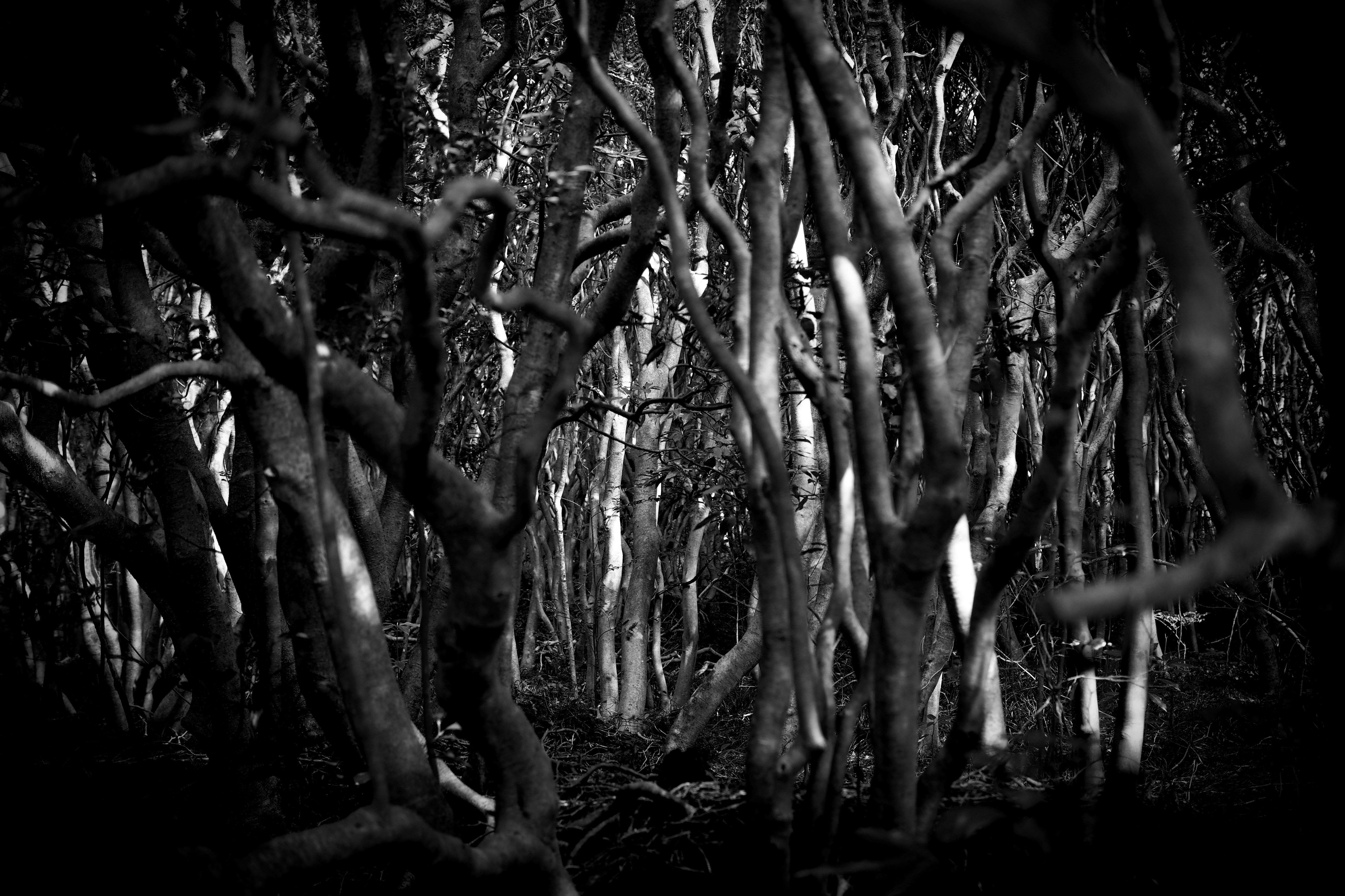 Between Branches: A Narrow Light Gap in a Tangled Forest